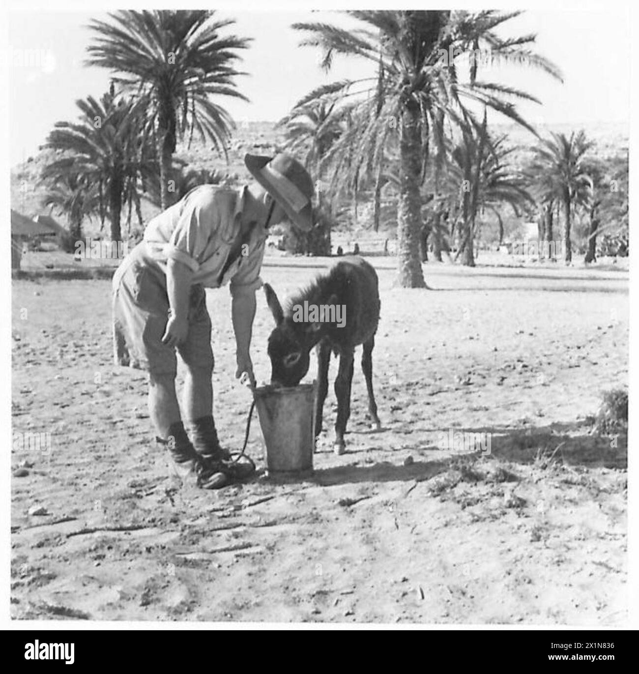 Donkey animals Black and White Stock Photos & Images - Alamy
