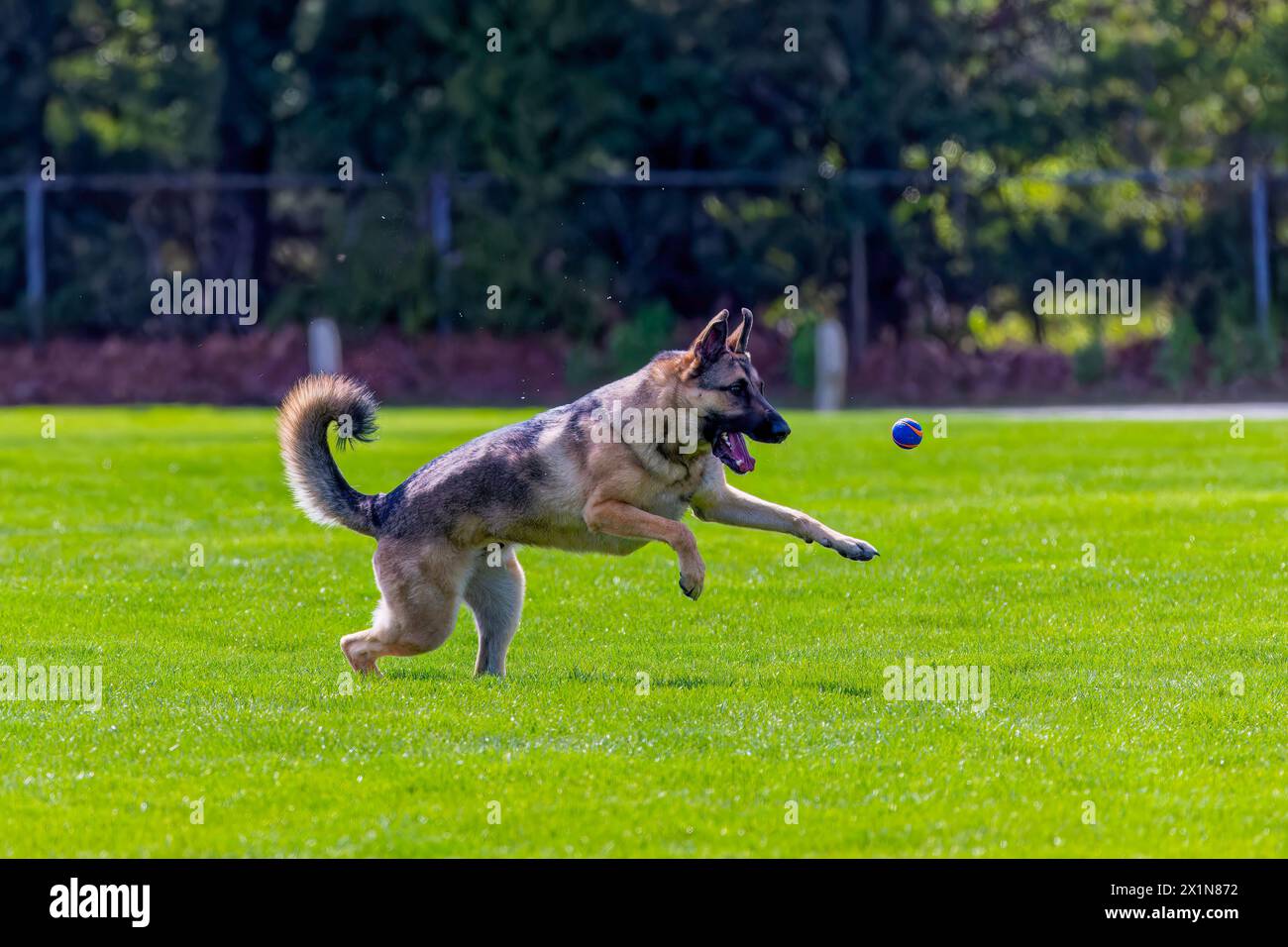 German shepherd running for a small ball Stock Photo - Alamy