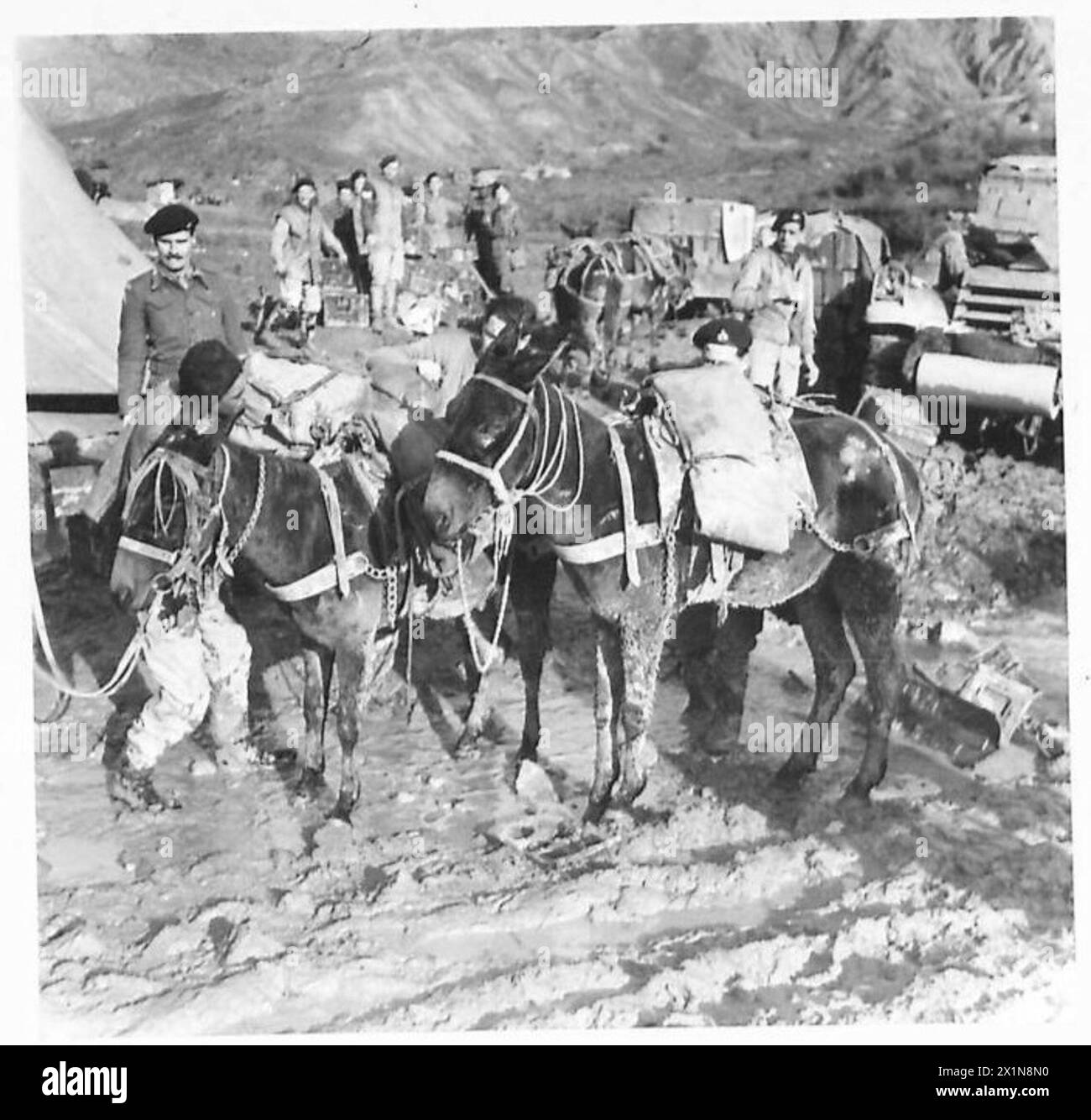 Small mules are loaded with supplies for reconnaissance troops as part ...