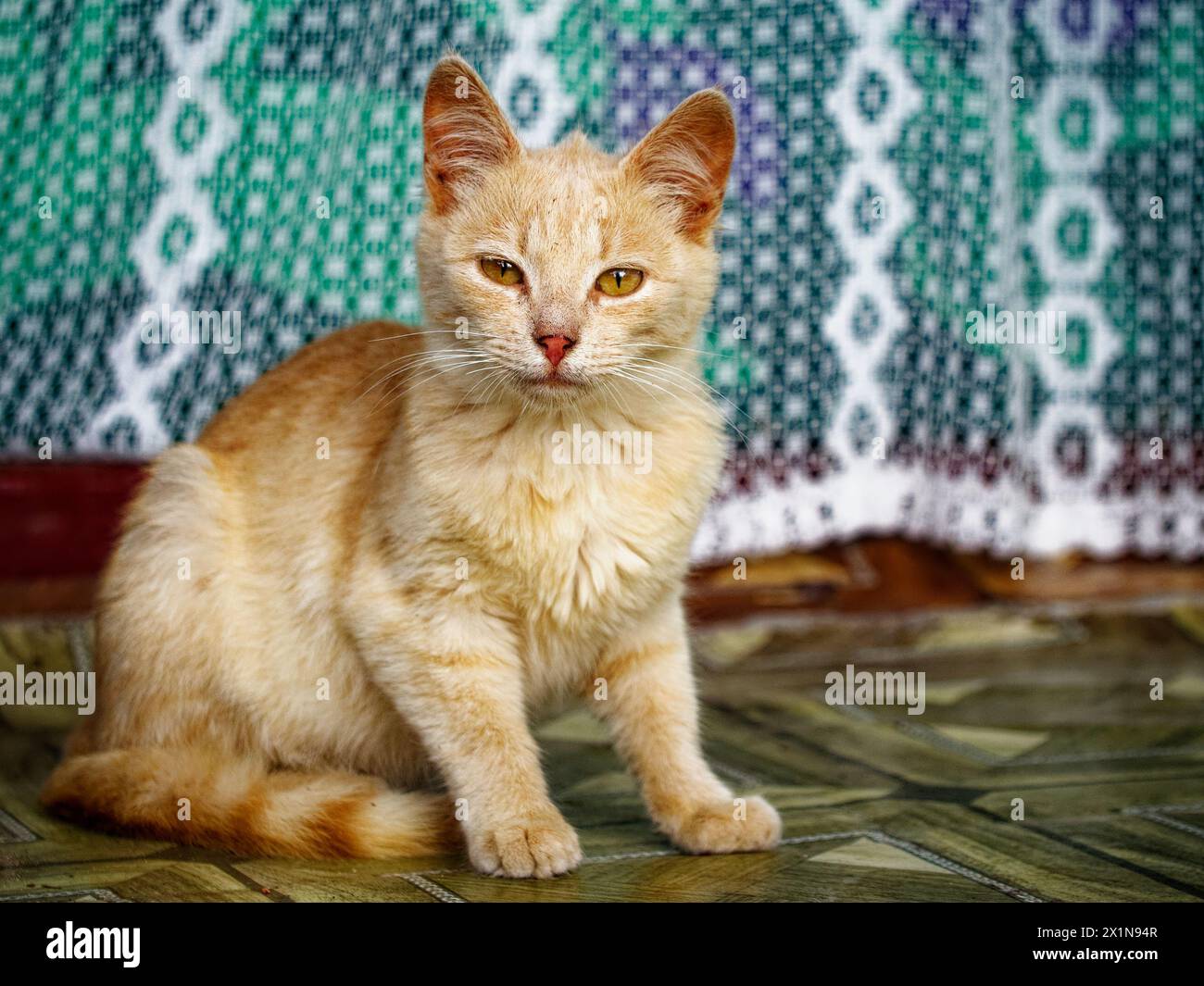 A fluffy cat sits elegantly against contrasting textures of the floor ...