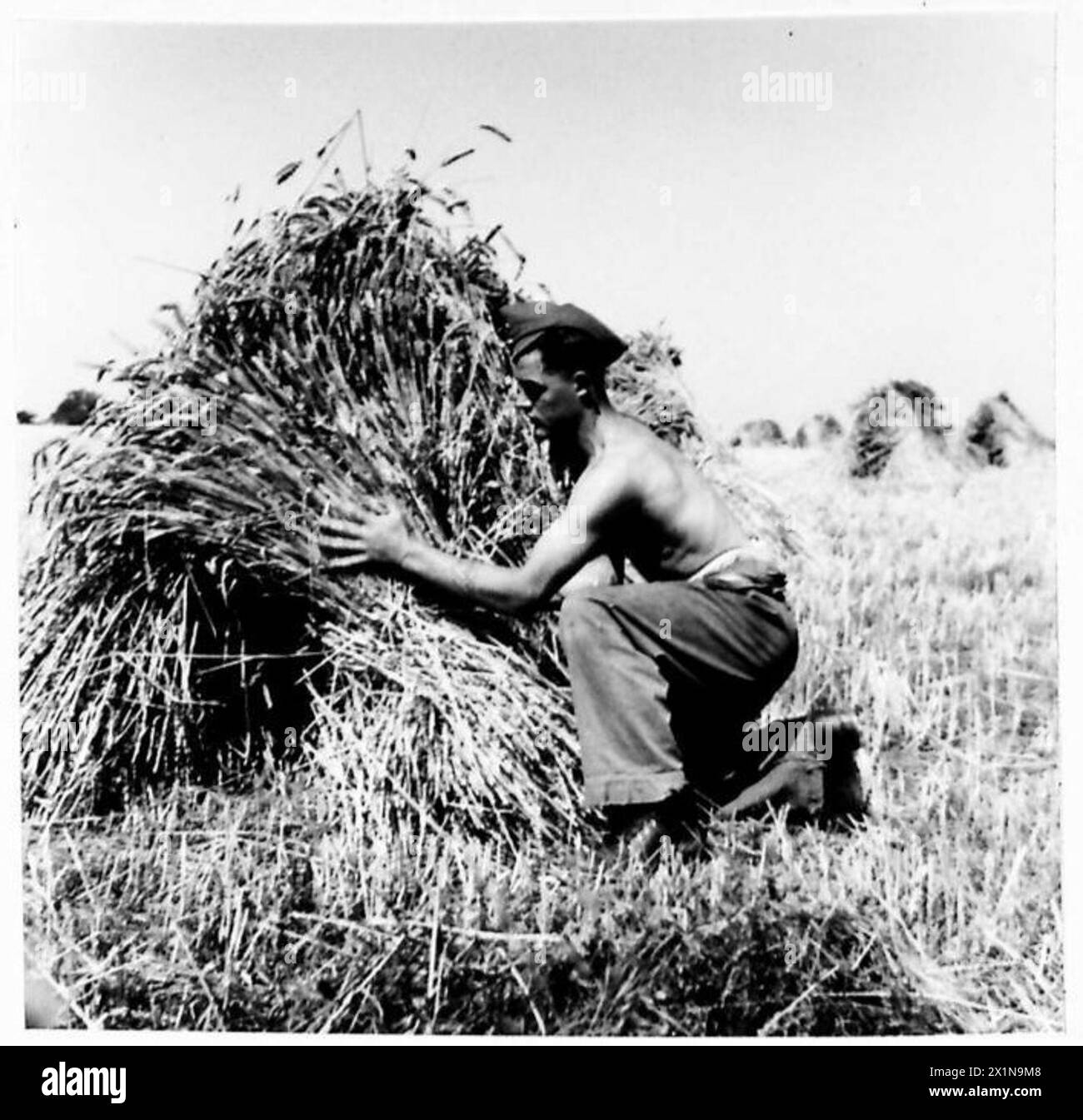 A soldier assists with harvesting on a farm by stacking corn sheaves ...
