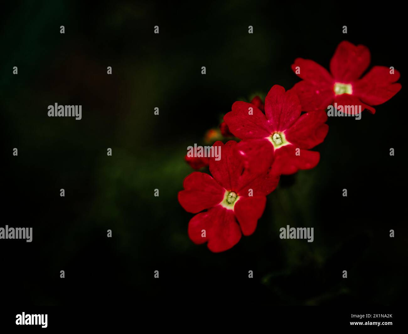 Red flowers with a dark background; the stark contrast accentuates the ...