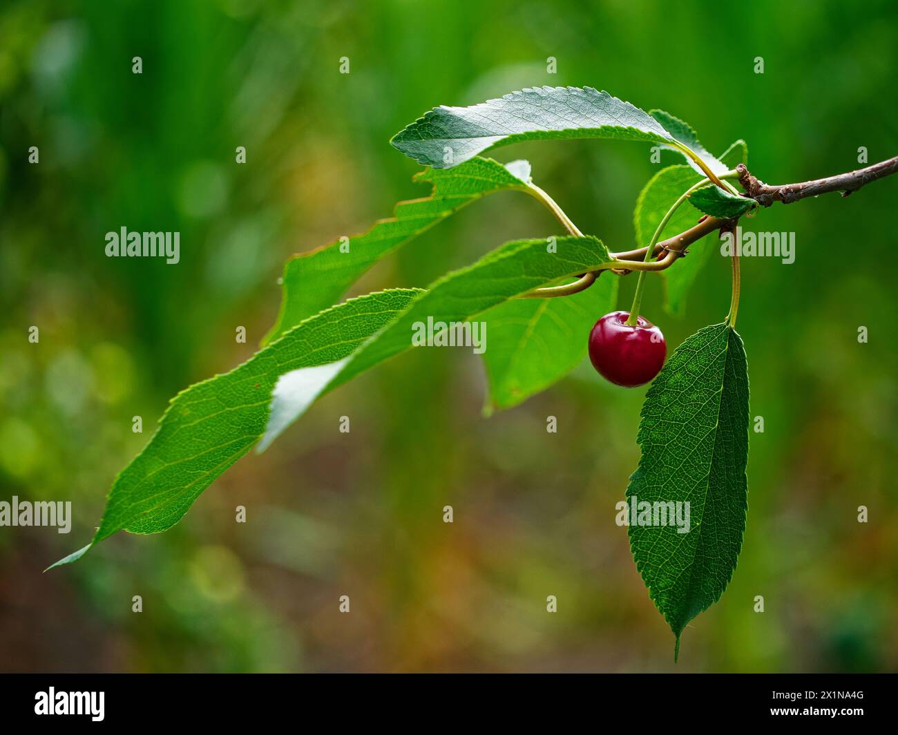 A ripe cherry on a thin stem, connected to a twig, is highlighted ...