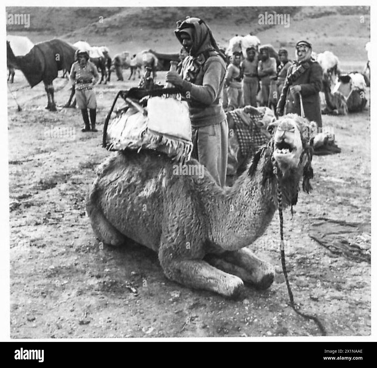 Members of the Druse Regiment prepare camels for duty in one of the ...