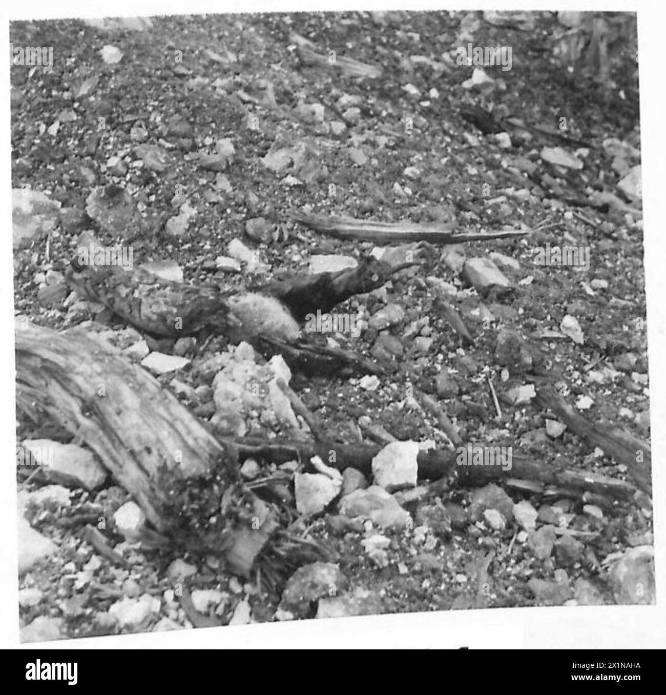 A day after Monte Cassino Abbey was captured on 19 May 1944, a German ...