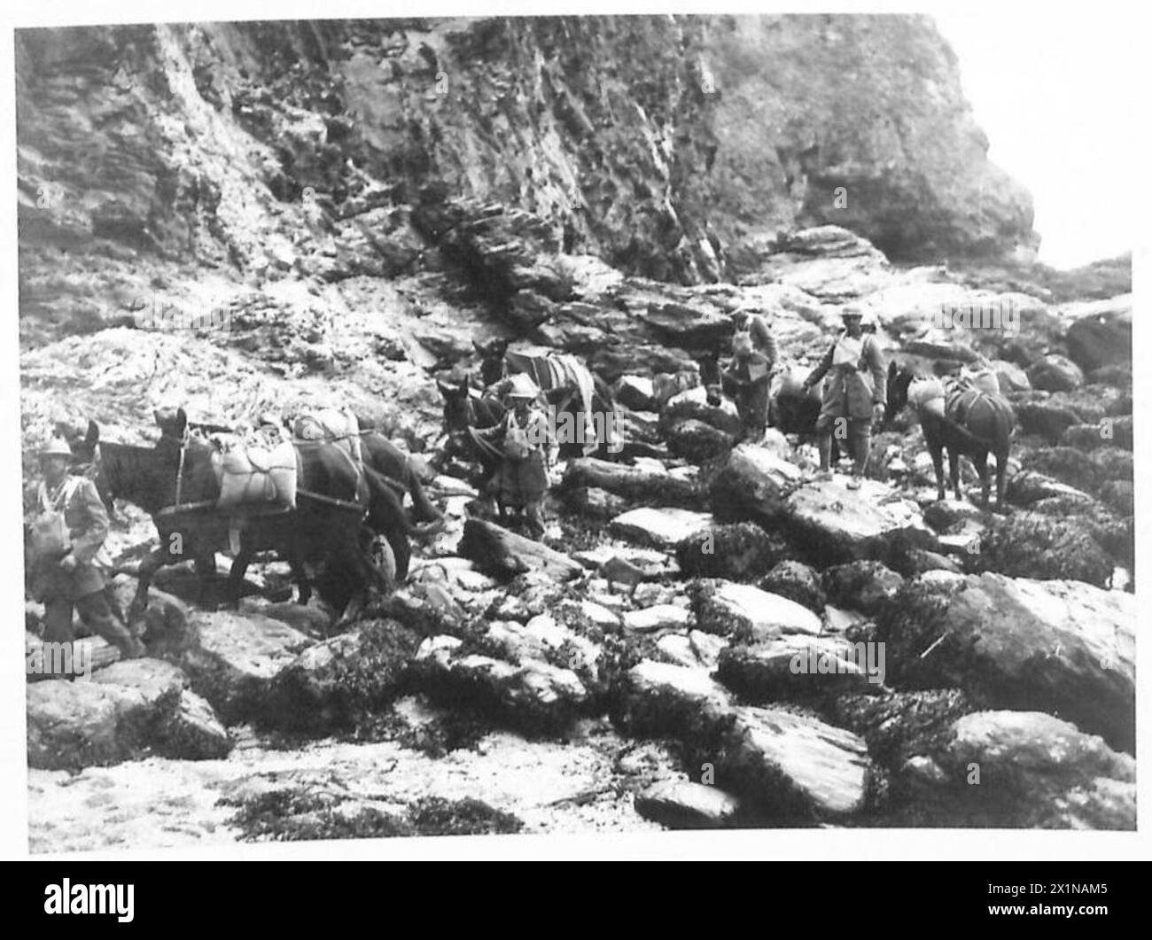 Indian troops use mules to navigate rough terrain in England ...