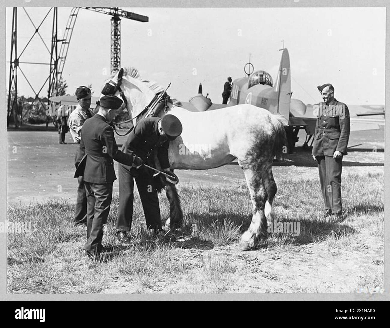 An RAF station in Southern England runs a farm with eight sows, litters ...