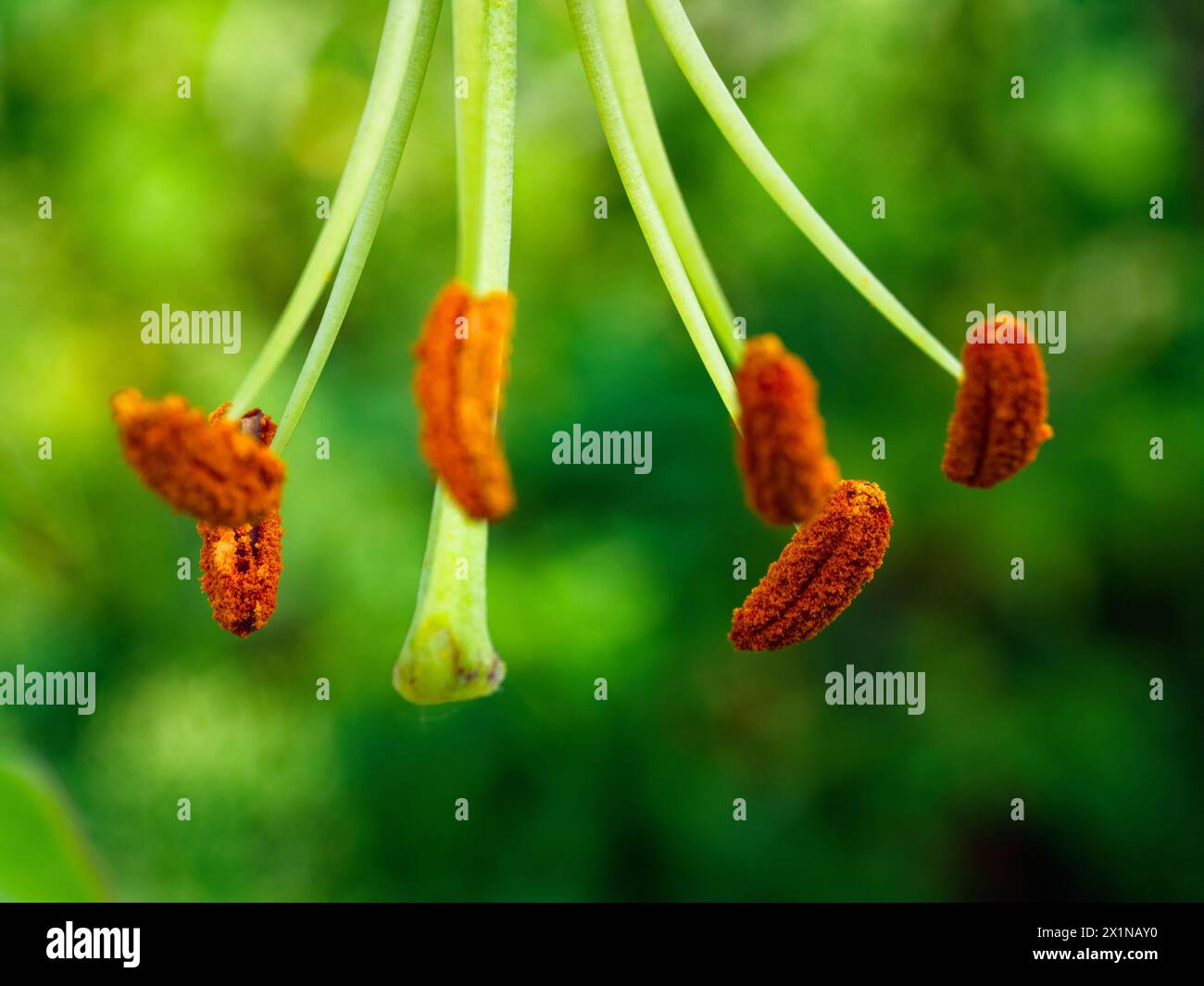 Focus on slender grains hi-res stock photography and images - Alamy