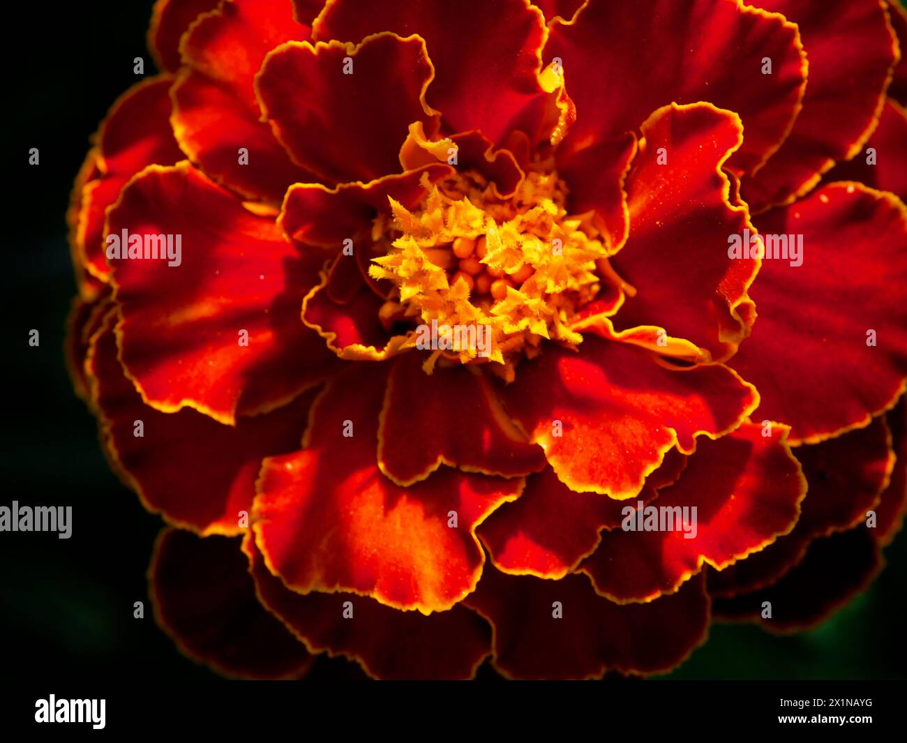 Floral Contrast: Red and yellow marigold close-up; dark backdrop ...