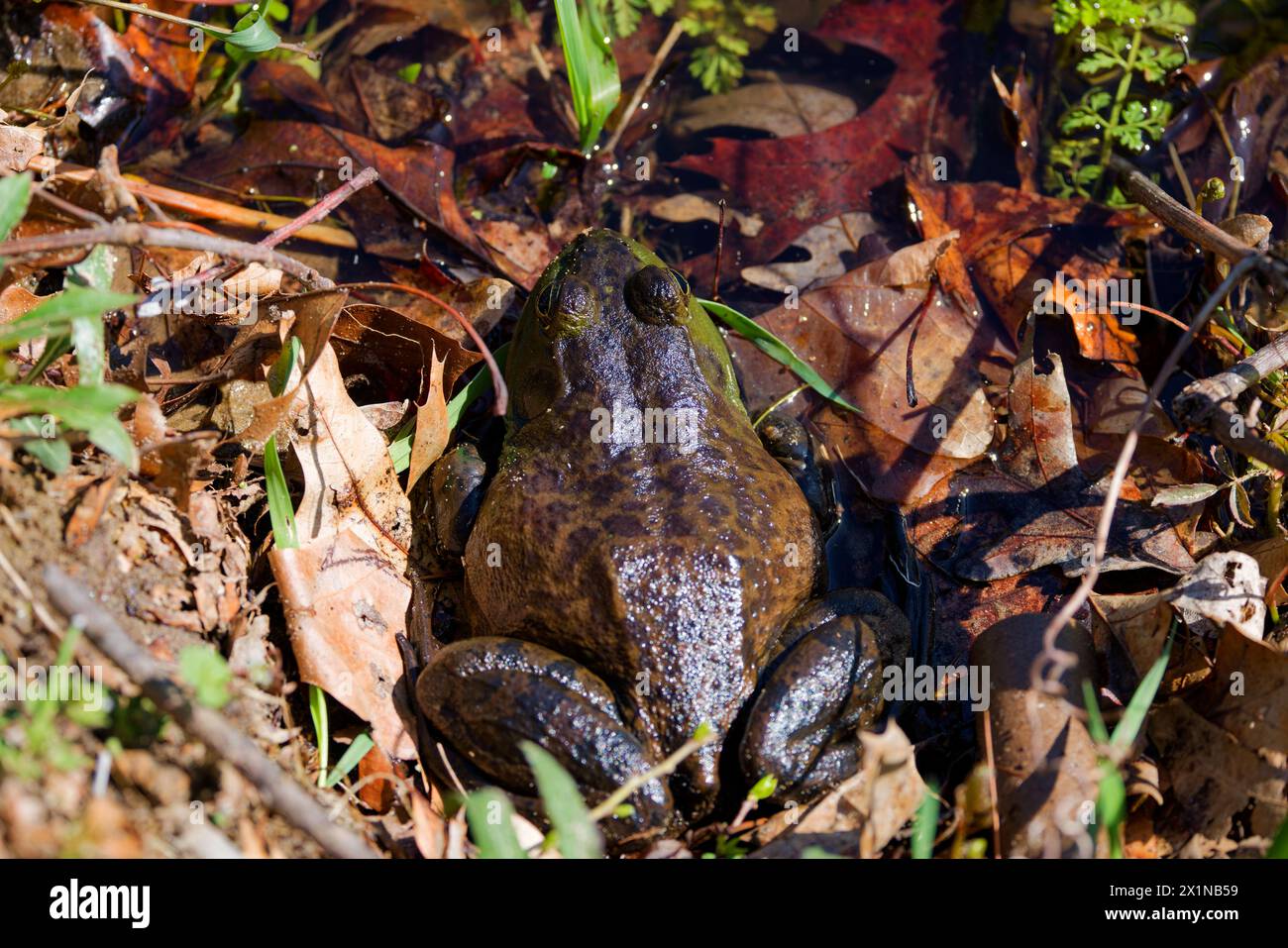 The American bullfrog (Lithobates catesbeianus), often simply known as ...