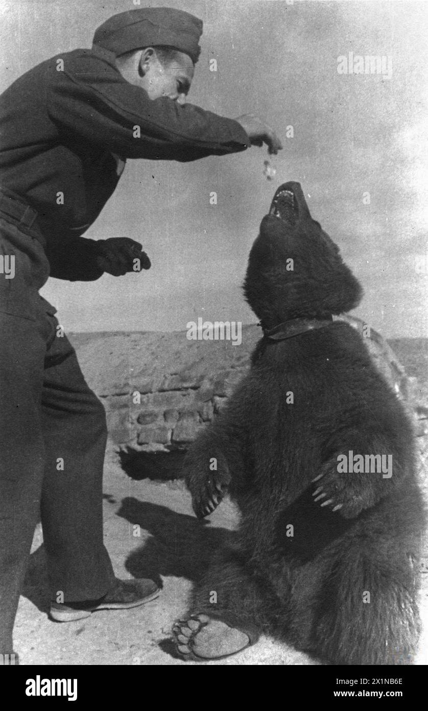 THE POLISH ARMY IN THE MIDDLE EAST, 1942-1943 - Wojtek (Voytek), the ...