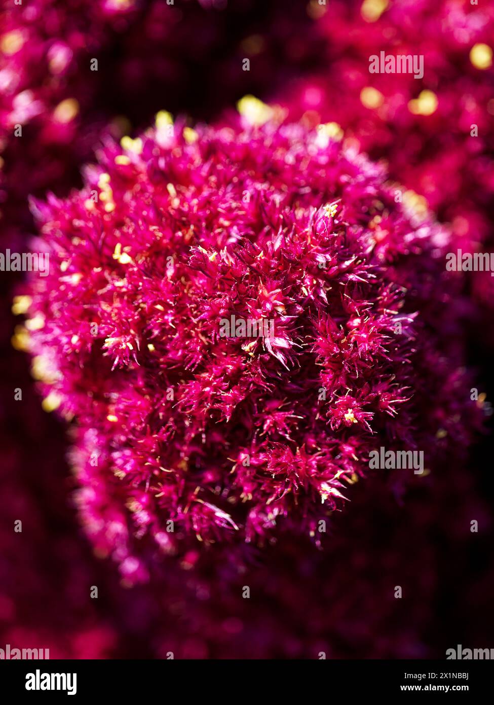 A vibrant cluster of deep pink flowers, full bloom against a blurred ...