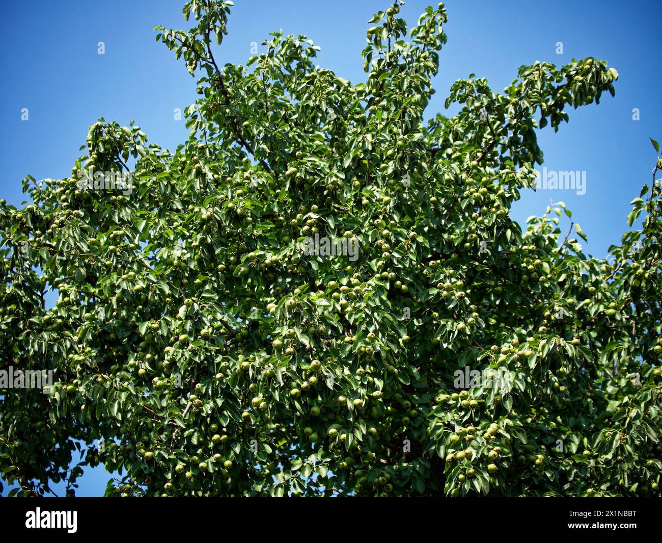 Fruits potential hi-res stock photography and images - Alamy