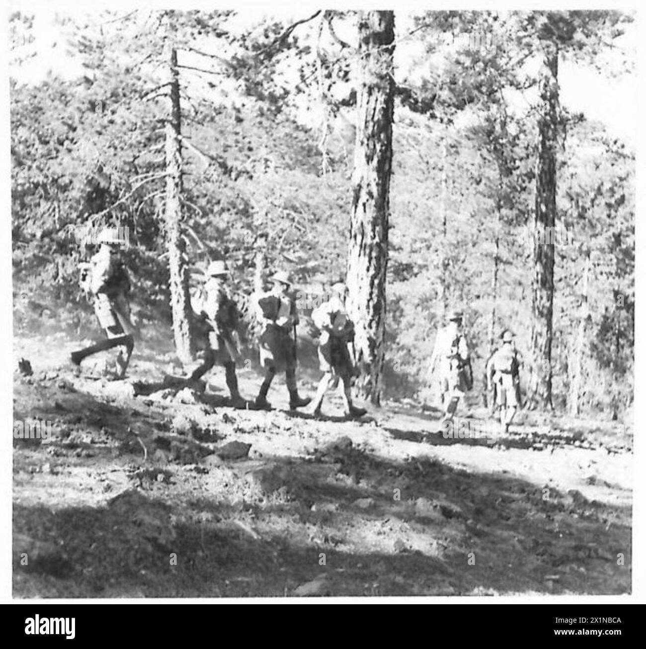 Through pine trees Black and White Stock Photos & Images - Alamy