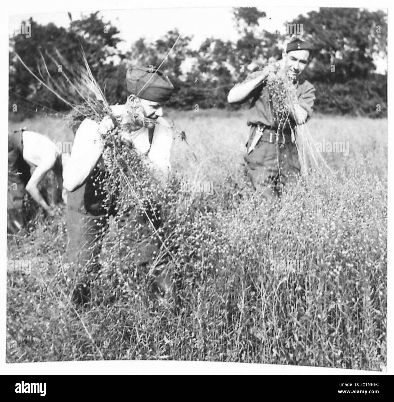 Soldiers harvest flax in Ireland by pulling the plants from the roots ...
