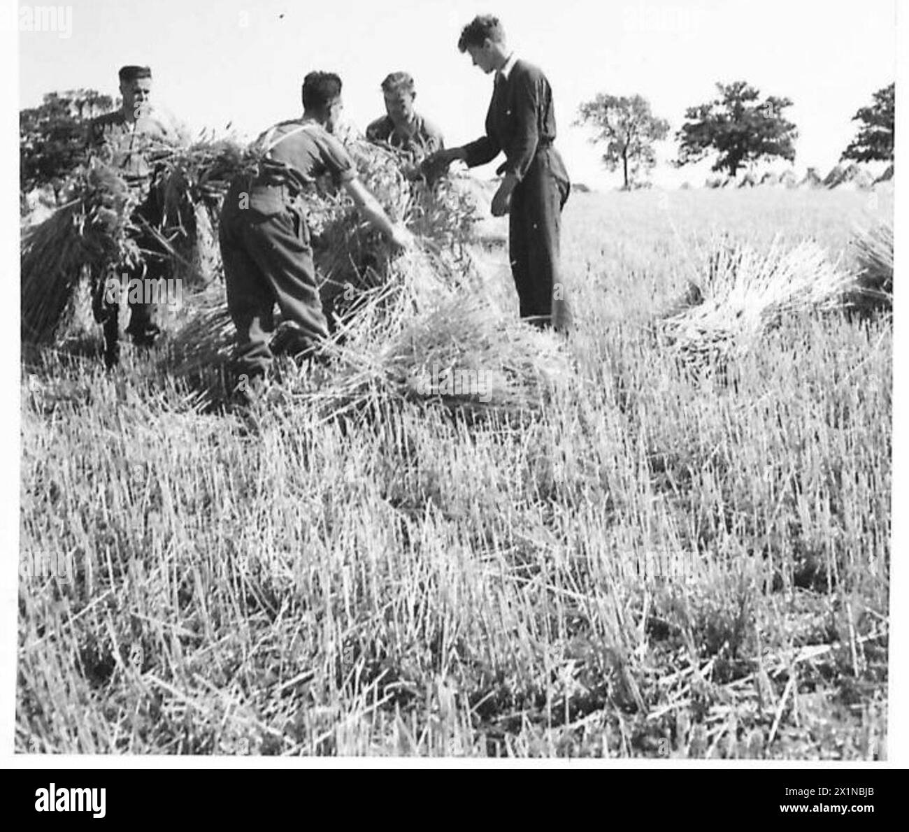 British Army troops assist a farmer in gathering sheaves of corn during ...