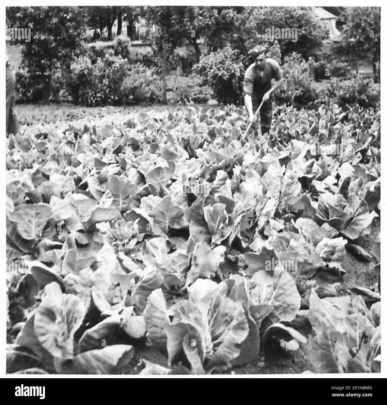 ARMY GROWS ITS OWN FOOD - One of the voluntary soldier-gardeners ...