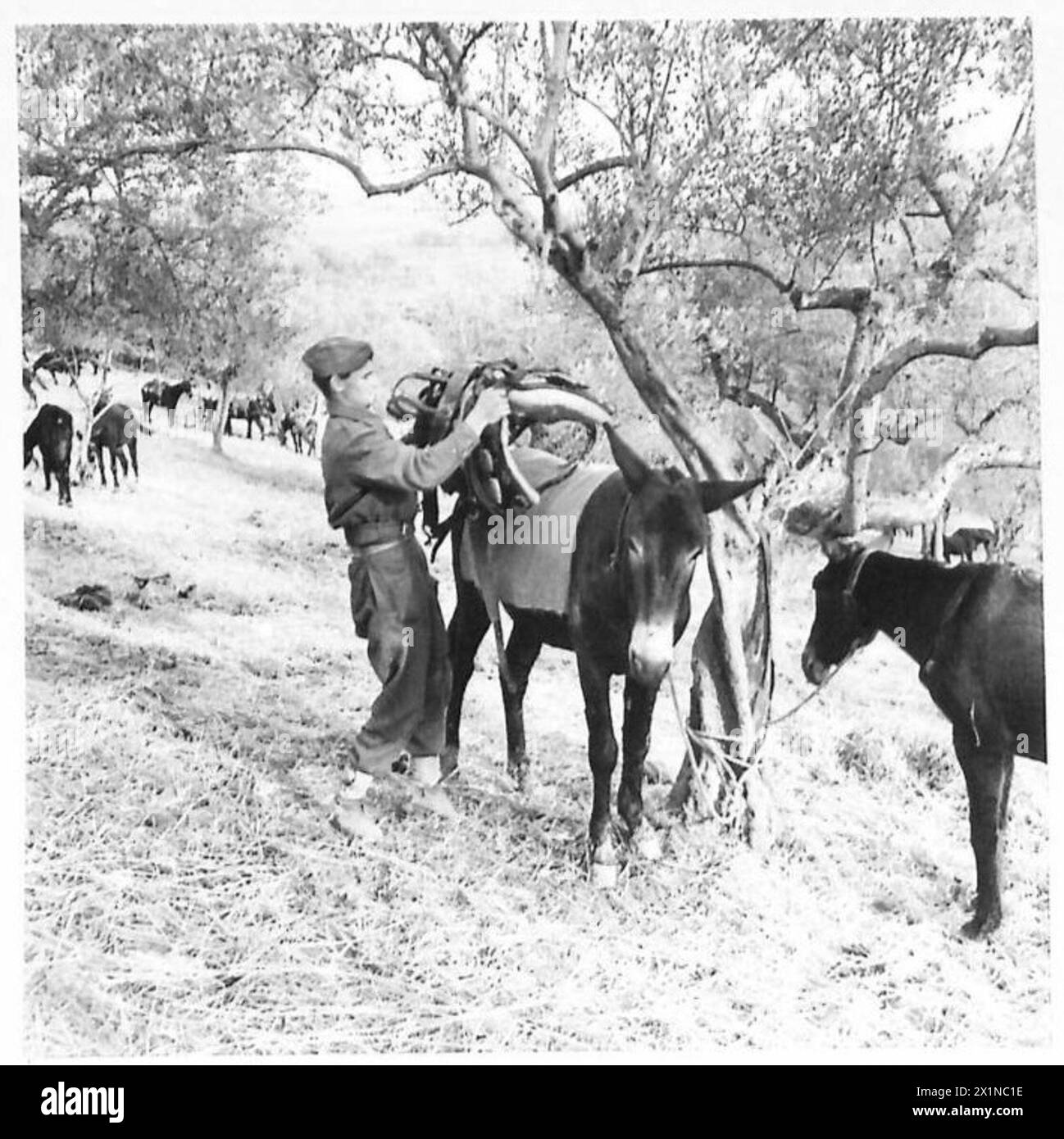 Working mules Cut Out Stock Images & Pictures - Alamy
