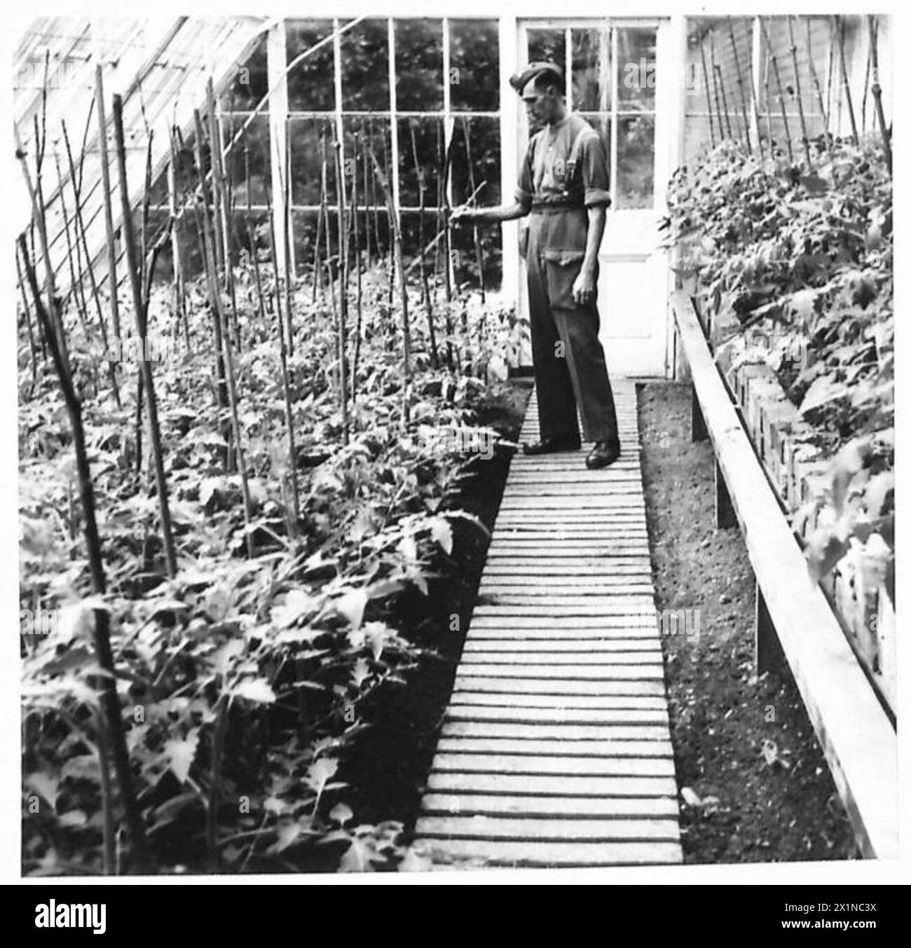 Greenhouse cucumber tomato Black and White Stock Photos & Images - Alamy