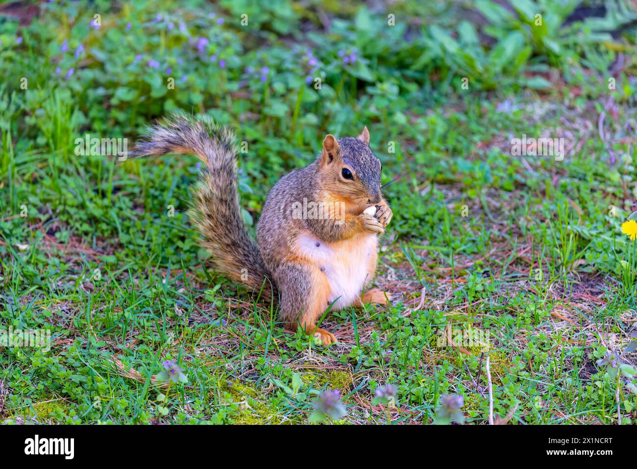 The fox squirrel (Sciurus ni..r), also known as the eastern fox ...