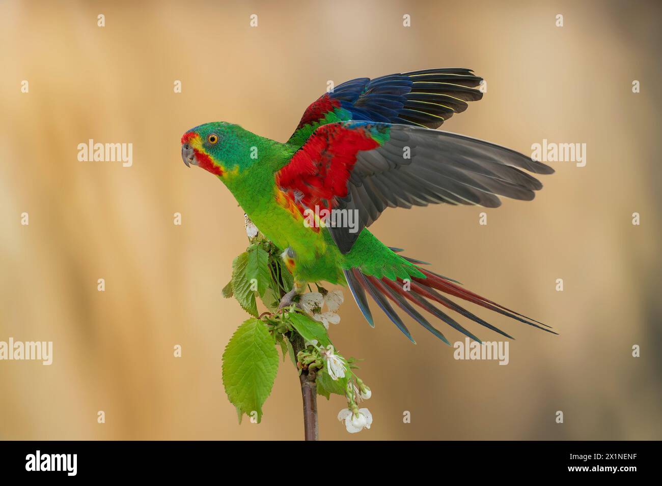 Swift parrot tasmania hi-res stock photography and images - Alamy