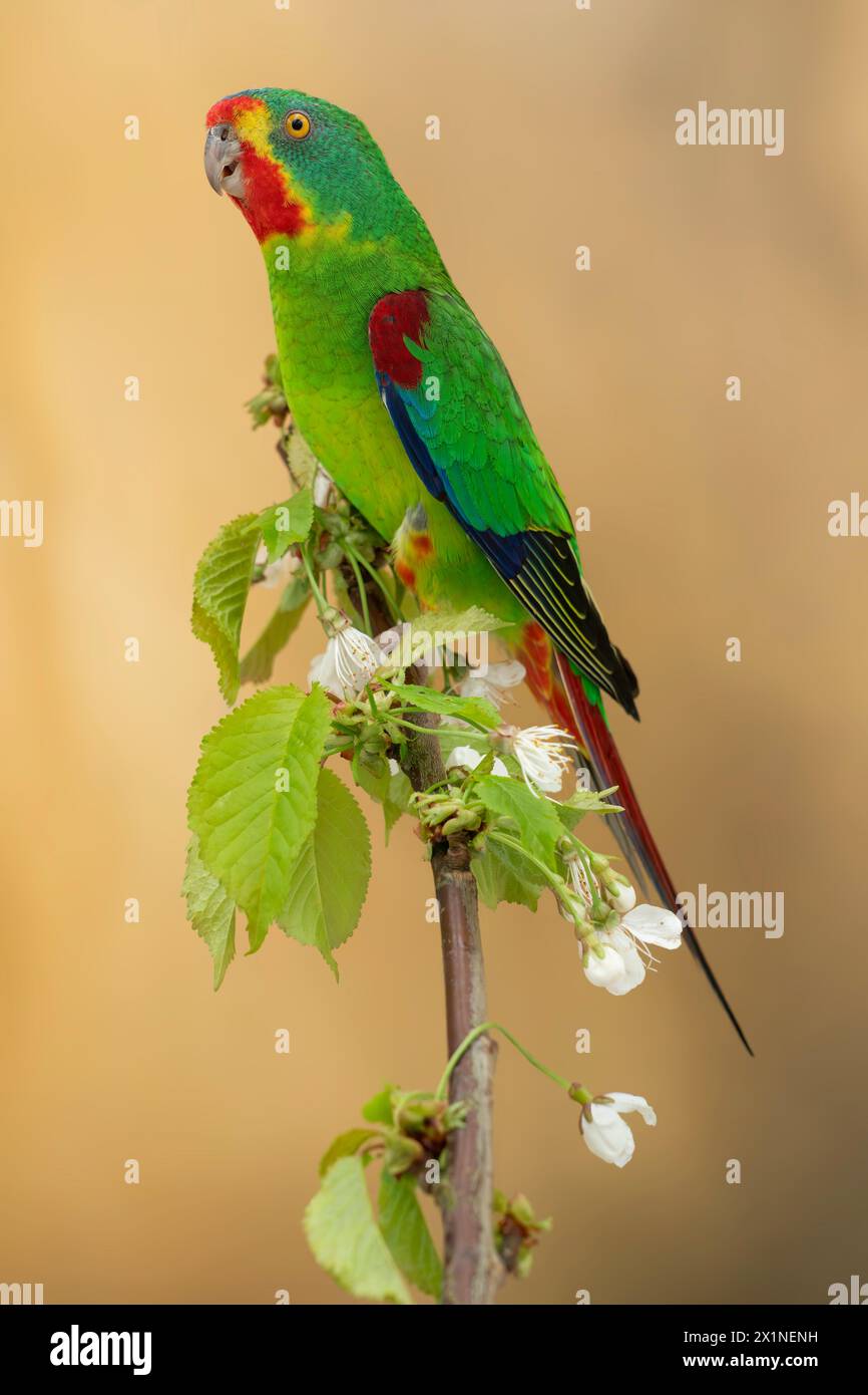 swift parrot, Lathamus discolor, crittically endangered Stock Photo - Alamy