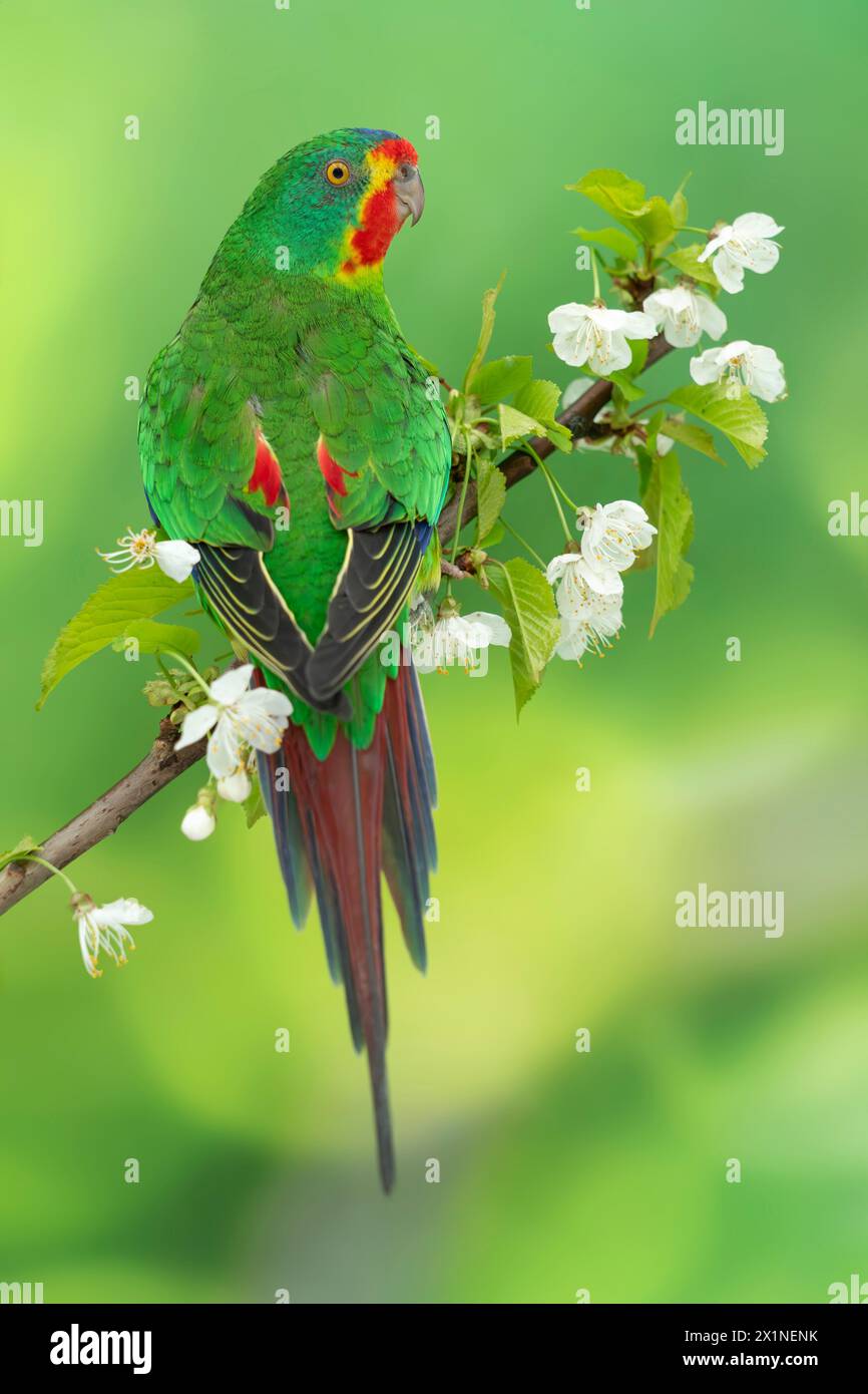 Swift parrot tasmania hi-res stock photography and images - Alamy