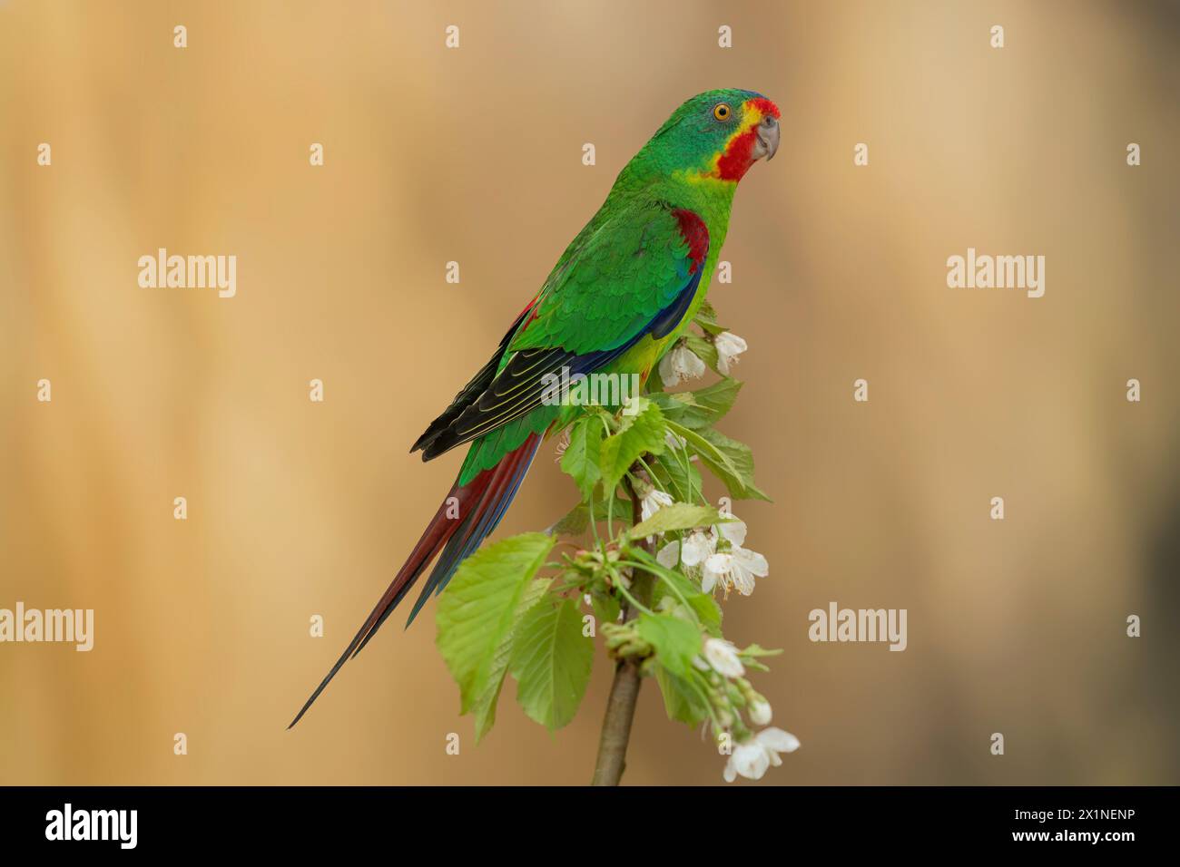 Swift parrot tasmania hi-res stock photography and images - Alamy