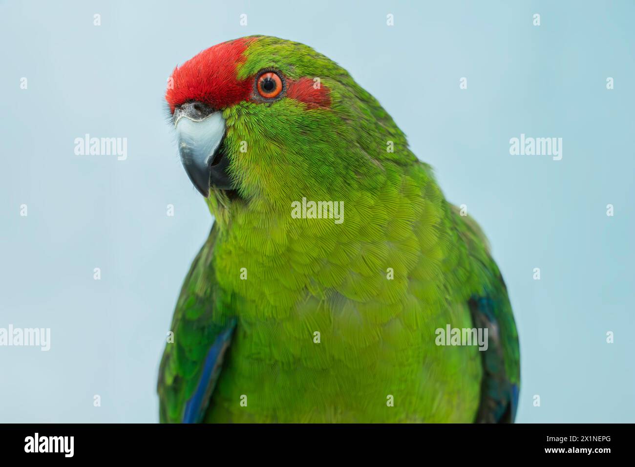 Red crowned parakeet hi-res stock photography and images - Alamy