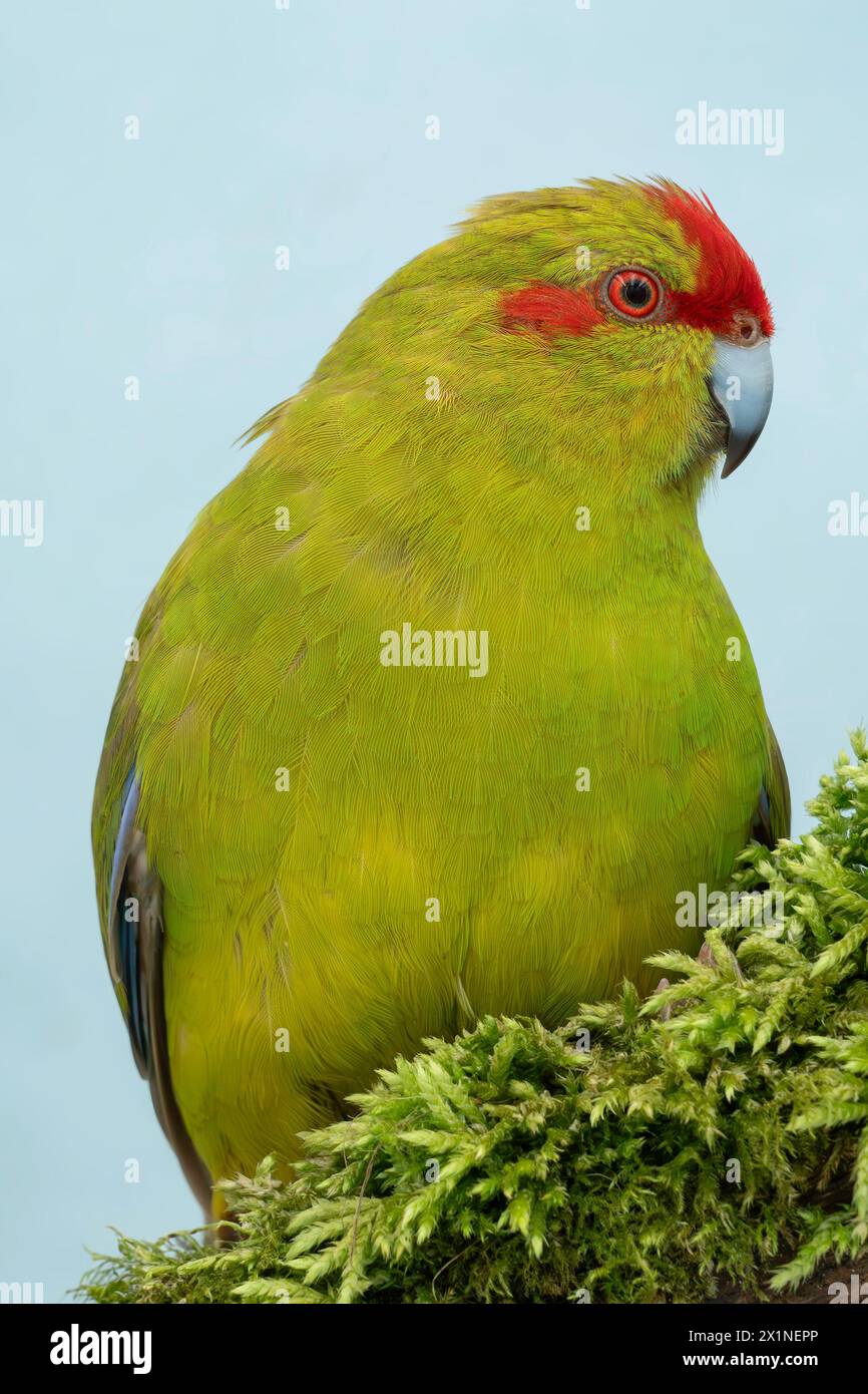 red-crowned parakeet, Cyanoramphus novaezelandiae Stock Photo - Alamy