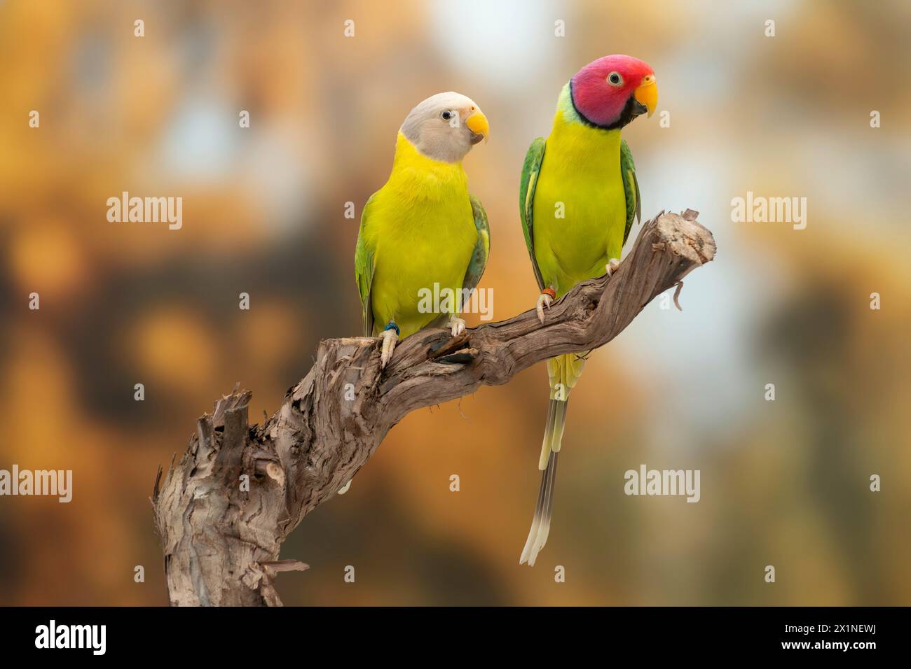 Cinnamon mutation hi-res stock photography and images - Alamy