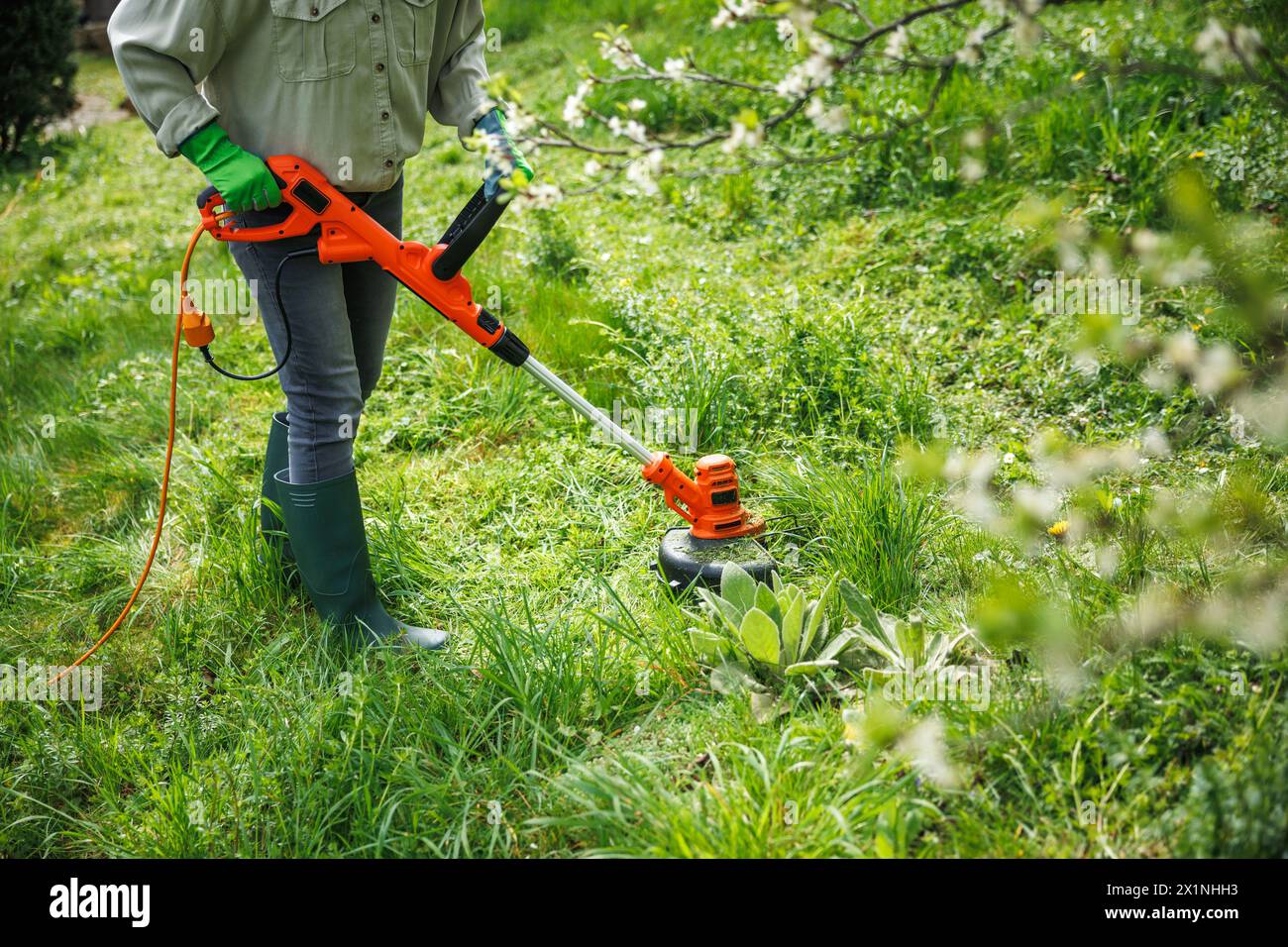 Female gardener using electric string trimmer to trim grass in garden ...