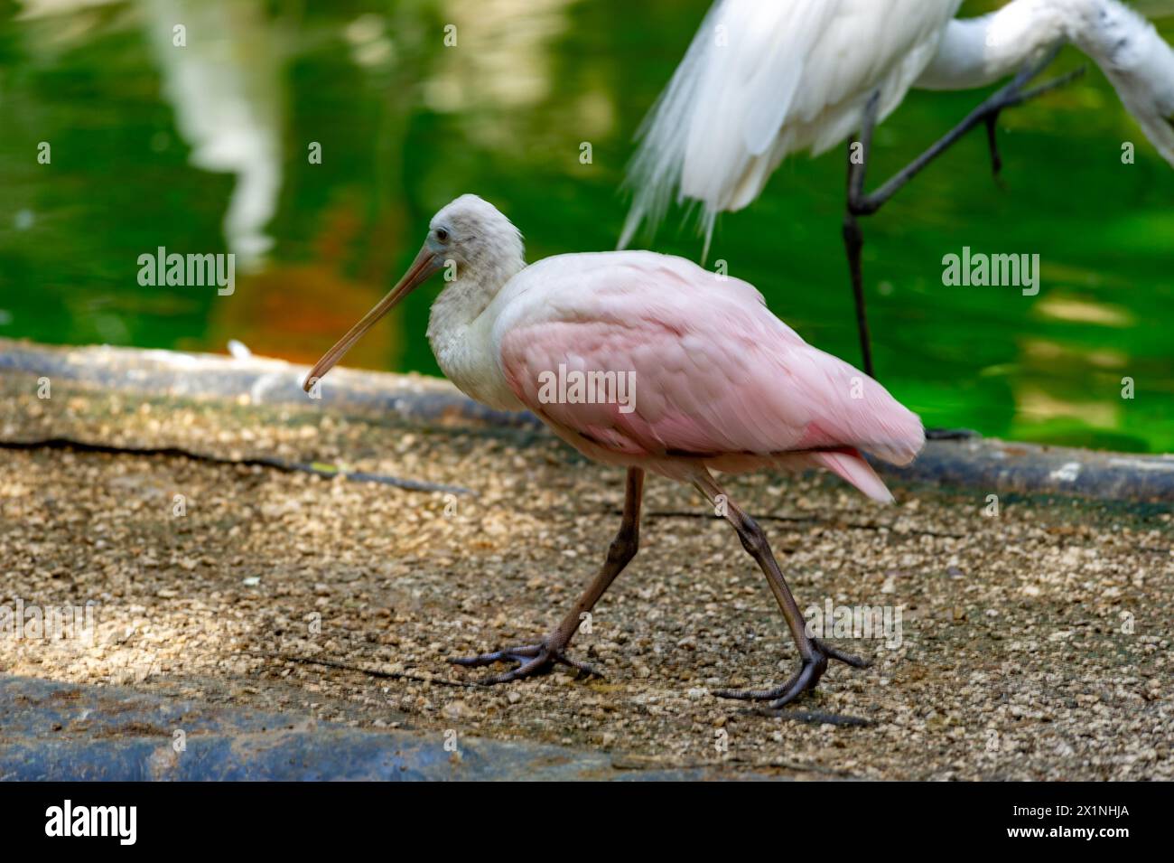 Roseate spoonbill, Xaman Ha Aviary, Playa del Carmen, Mexico Stock ...