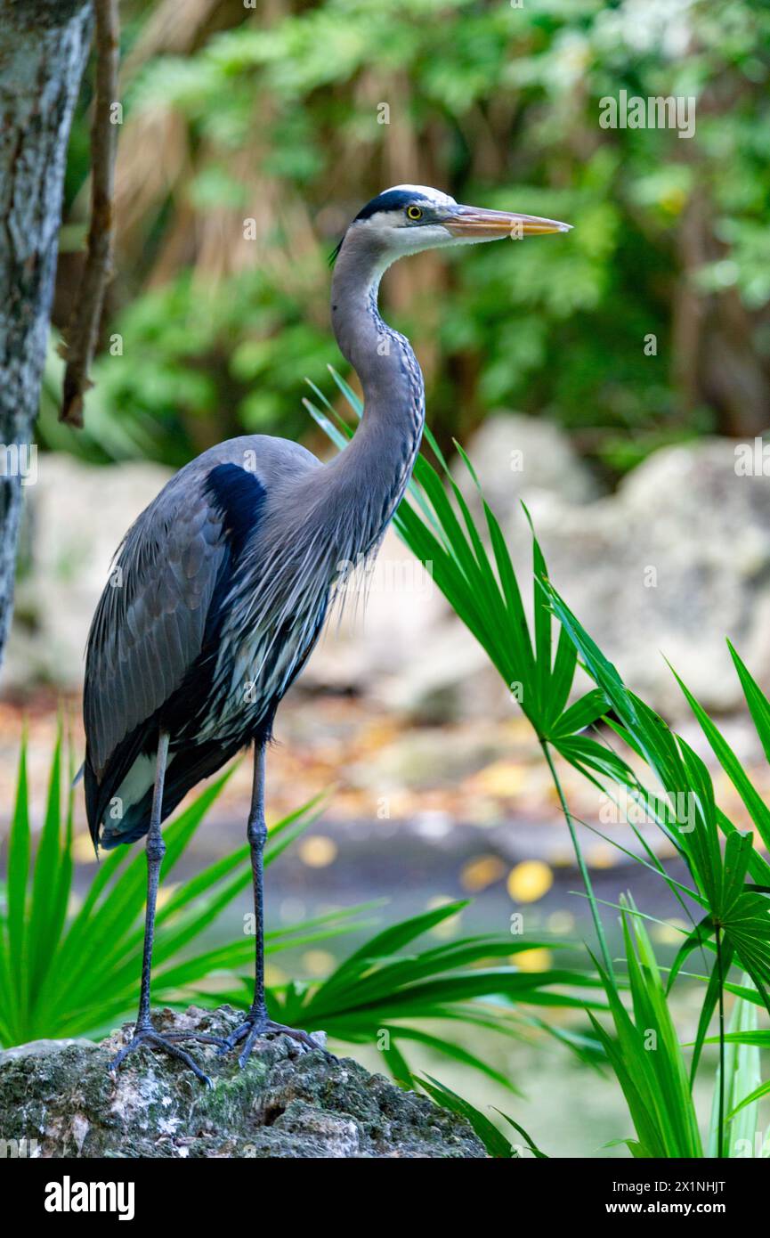 Great Blue Heron, Xaman Ha Aviary, Playa del Carmen, Mexico Stock Photo ...