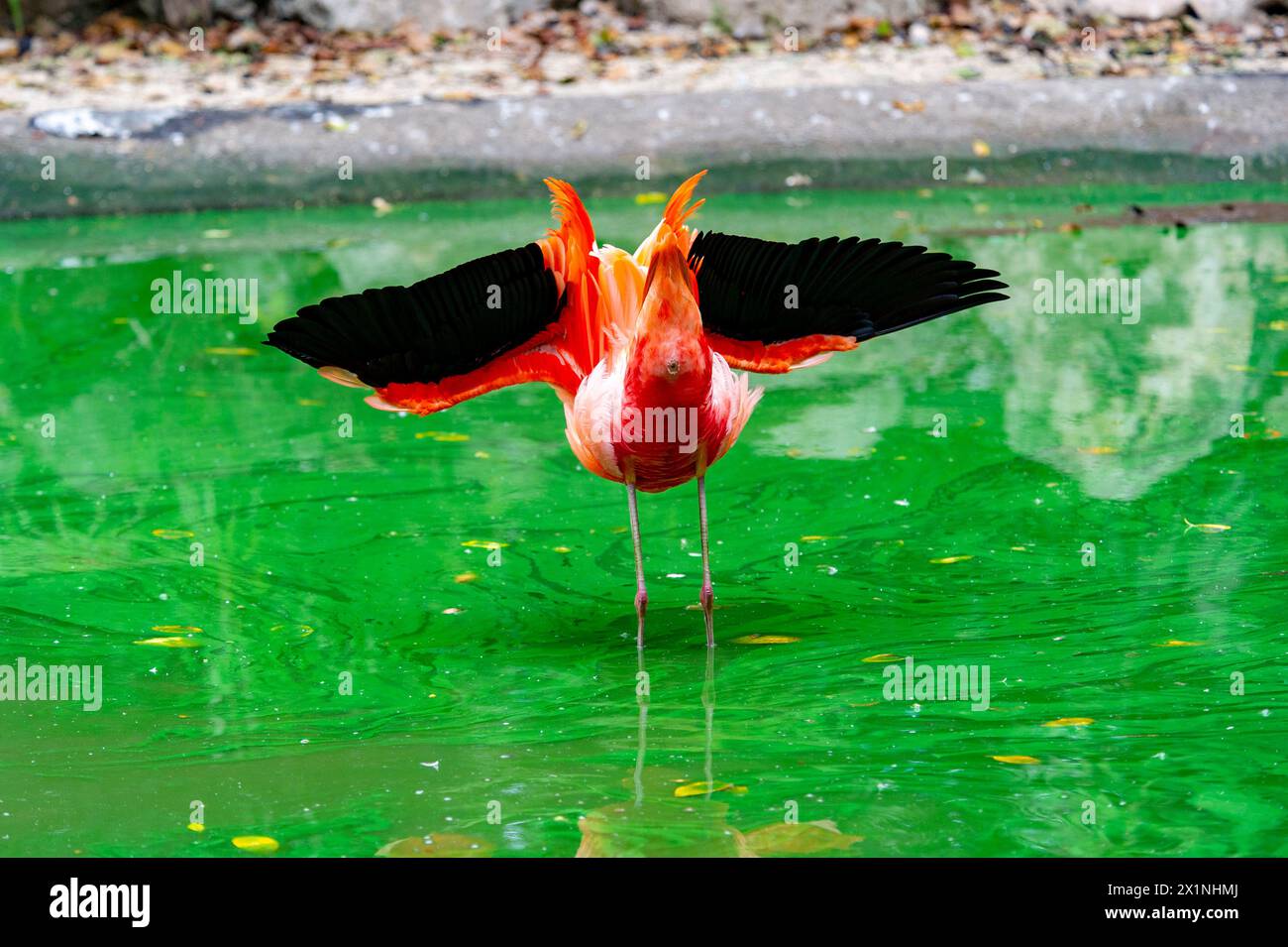 The rear of a Flamingo, Xaman Ha Aviary, Playa del Carmen, Mexico Stock ...