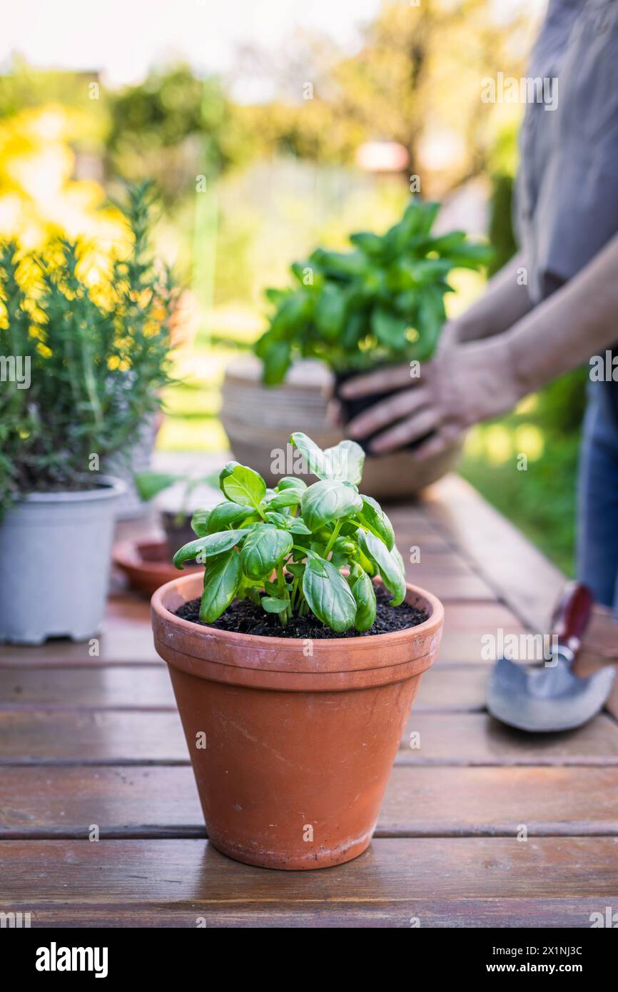Potted basil herb plant in terracotta flower pot. Planting and gardening in spring Stock Photo ...