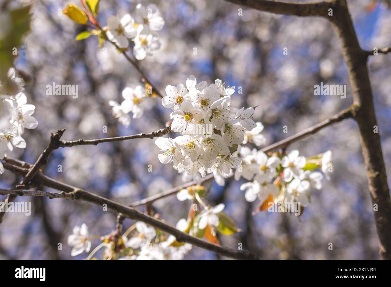 Cherry blossom blooming in sunlight hi-res stock photography and images ...