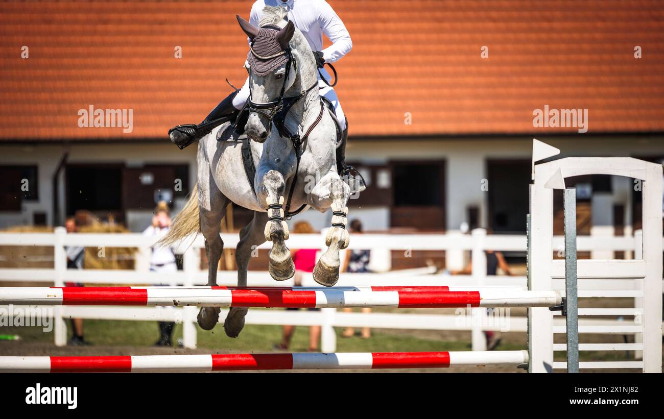 White horse jumps over hurdle. Equestrian show jumping with ...