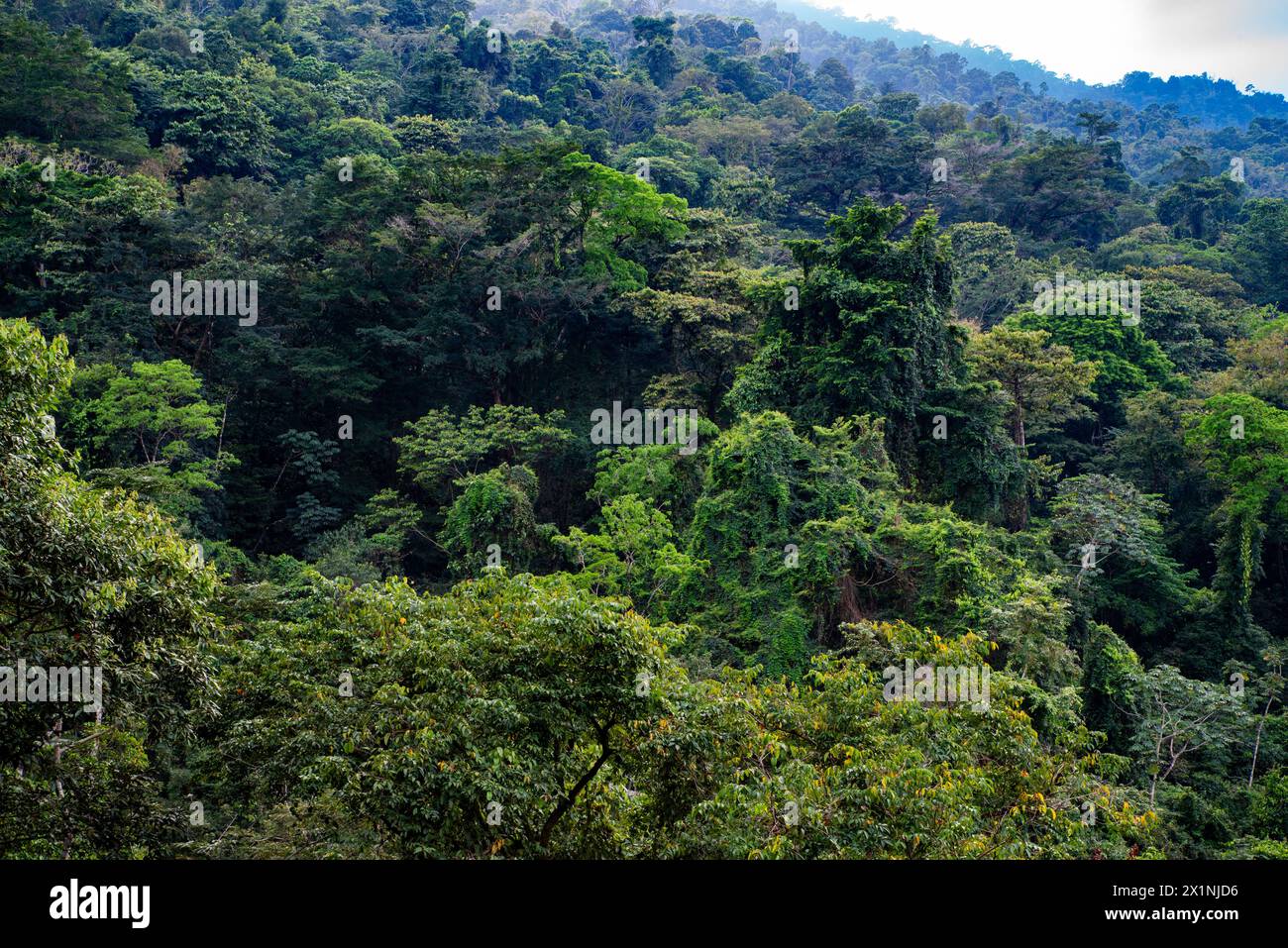 Photograph of Pico Bonito National Park, near La Ceiba, Honduras on an ...