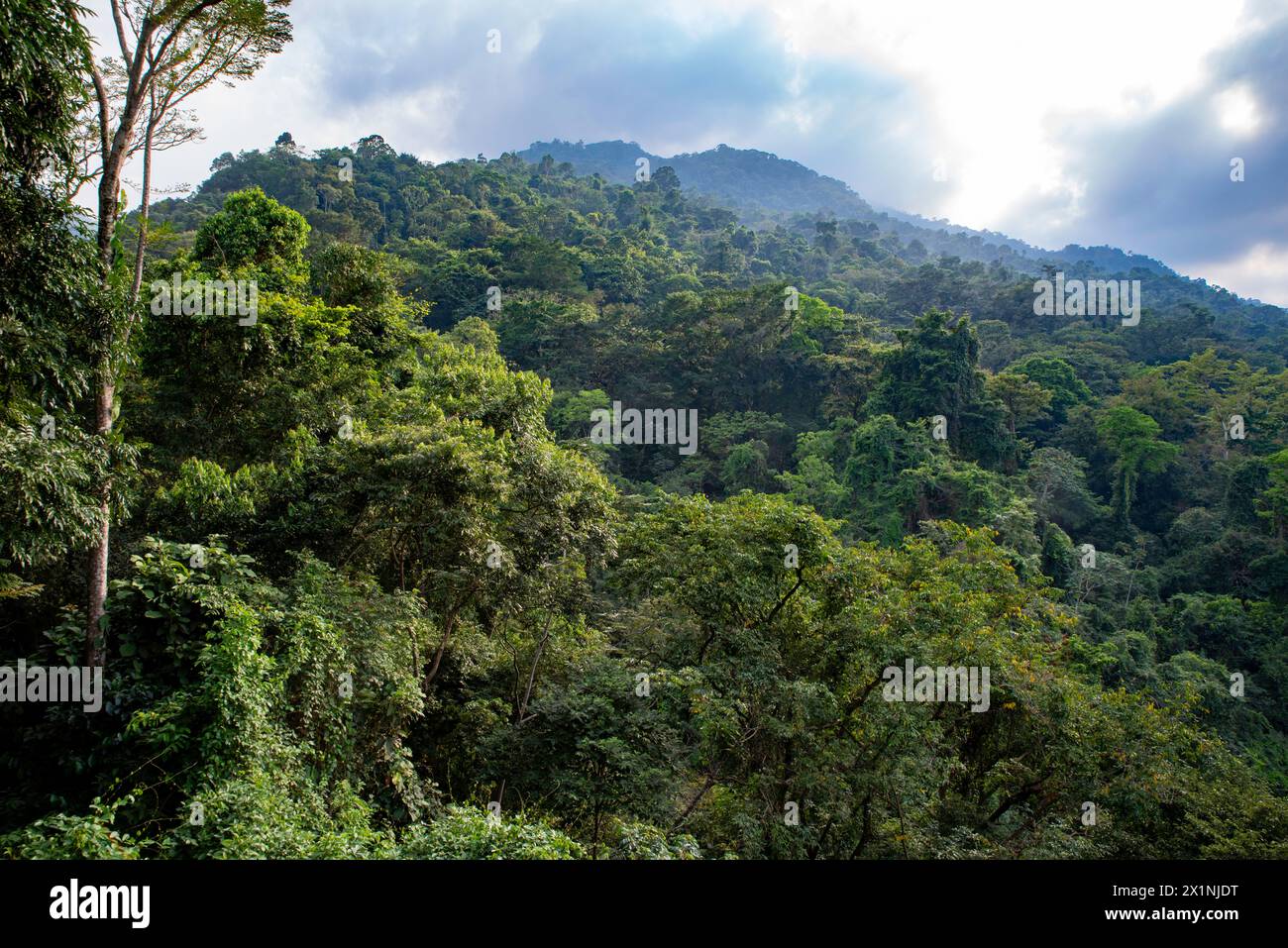 Photograph of Pico Bonito National Park, near La Ceiba, Honduras on an ...