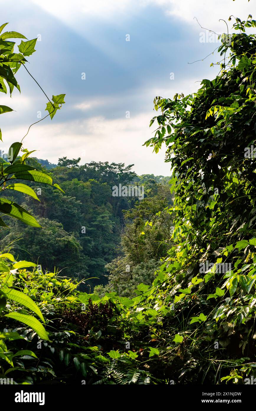 Photograph of Pico Bonito National Park, near La Ceiba, Honduras on an ...