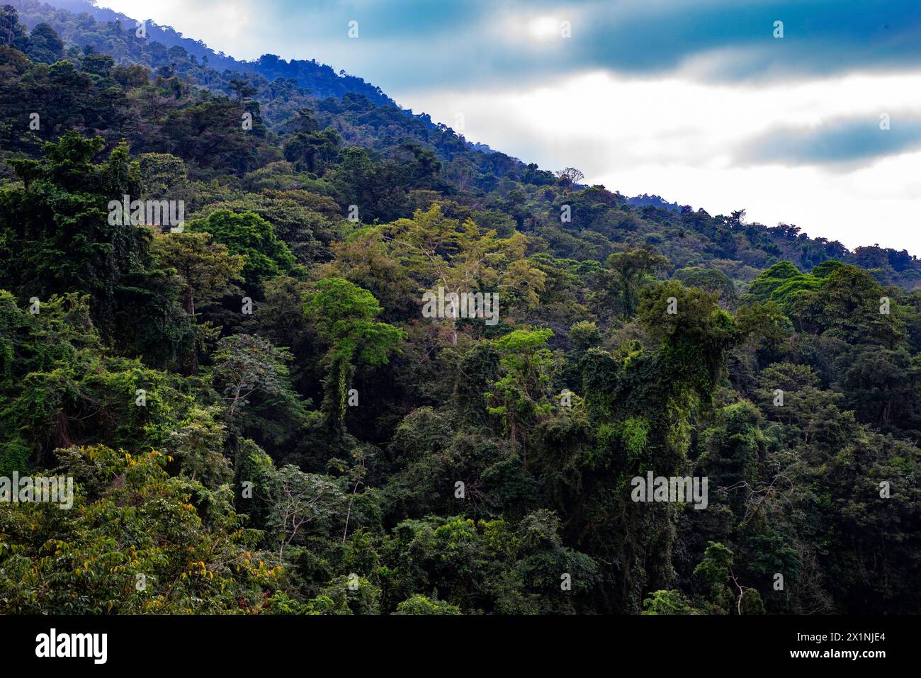 Photograph of Pico Bonito National Park, near La Ceiba, Honduras on an ...