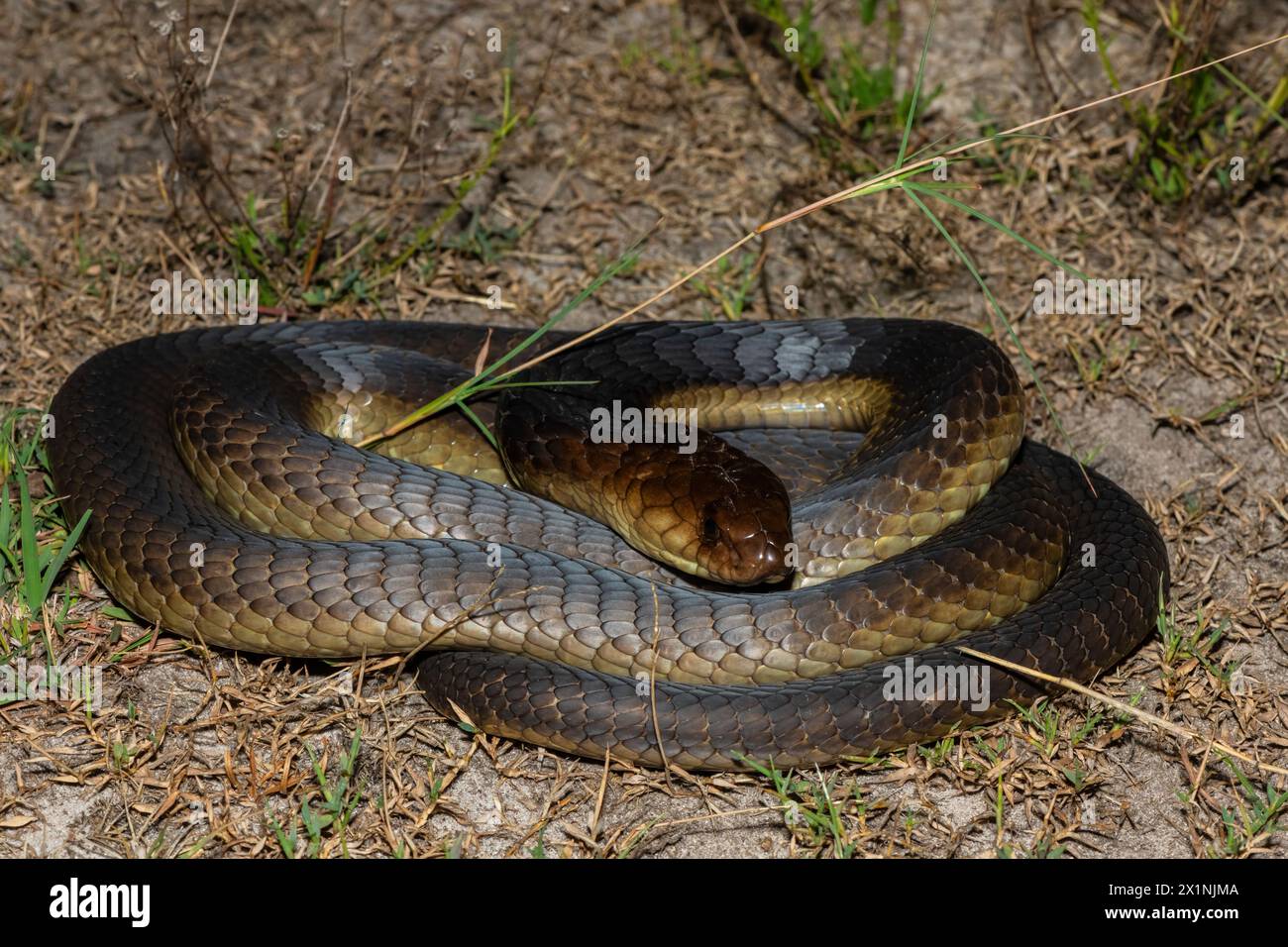 Closeup of a deadly adult Anchieta’s Cobra (Naja anchietae) in the wild ...