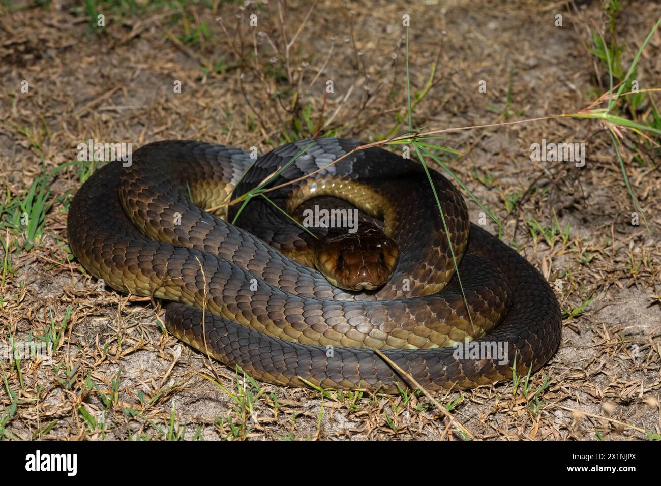 Closeup of a deadly adult Anchieta’s Cobra (Naja anchietae) in the wild ...