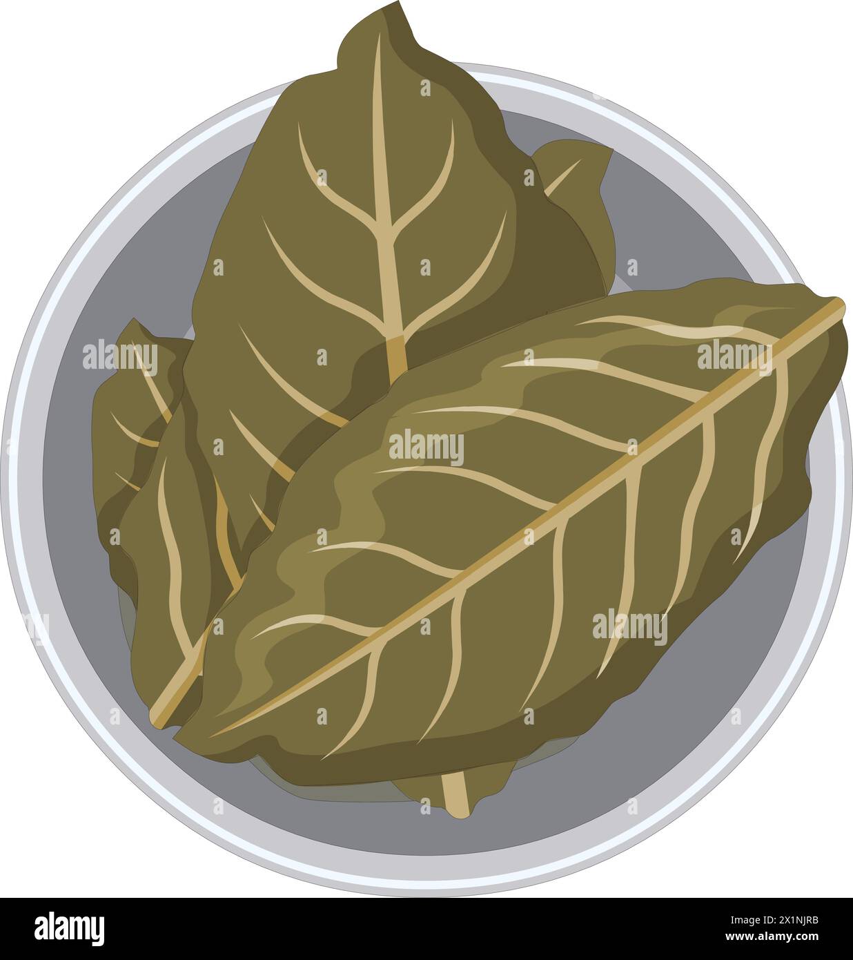 Bay leaf vector illustration Stock Vector Image & Art - Alamy