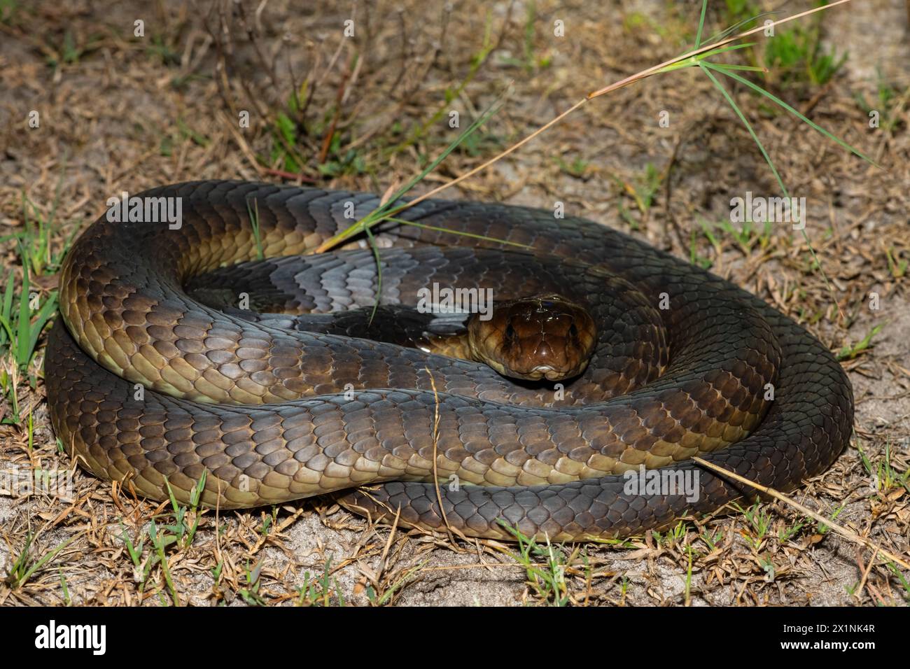Angolan cobra hi-res stock photography and images - Alamy