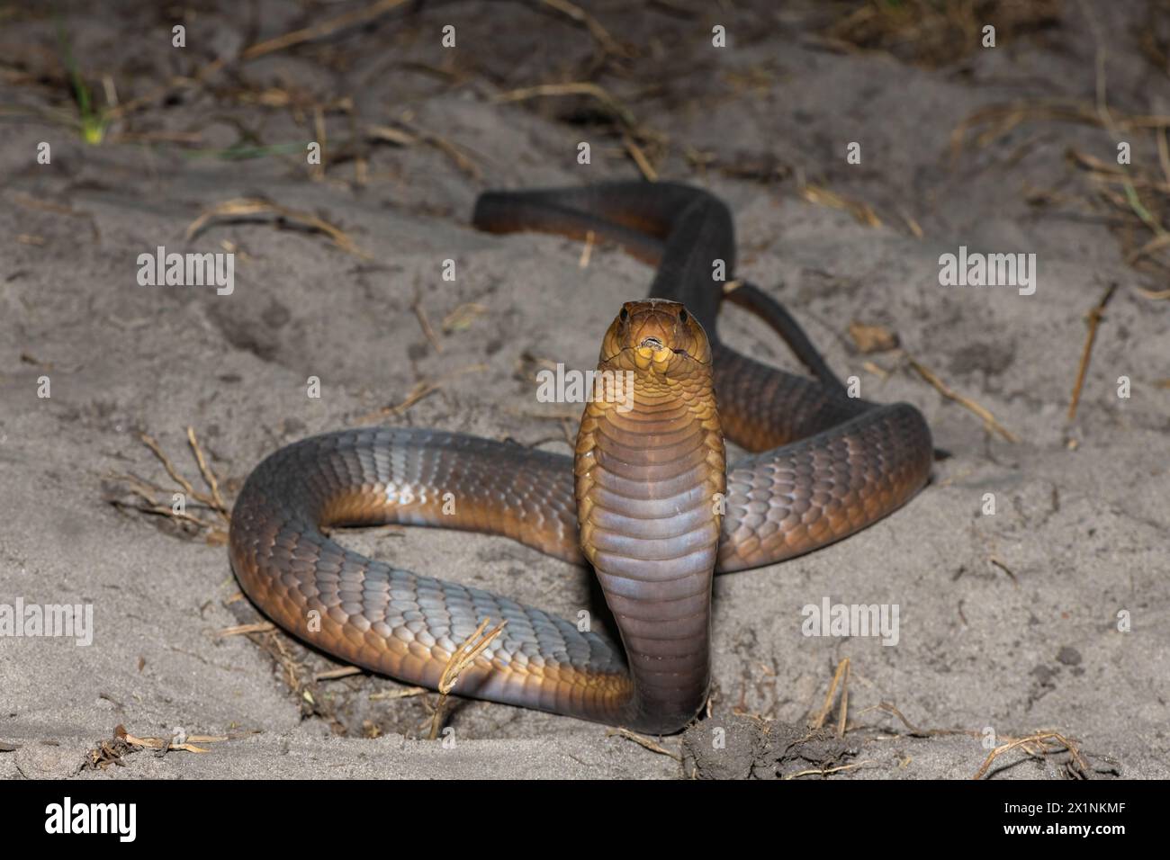 A highly venomous Anchieta’s Cobra (Naja anchietae) displaying its ...