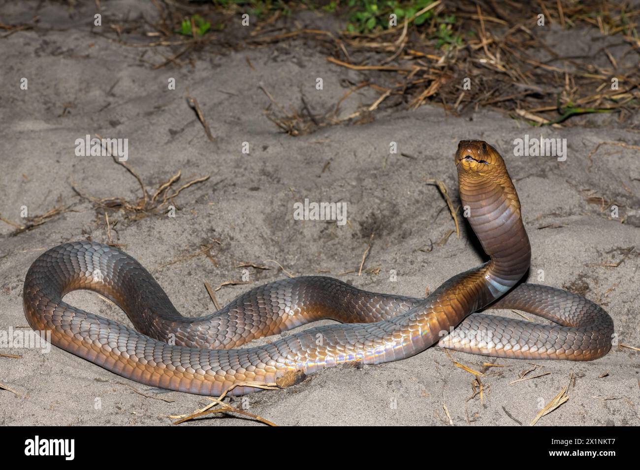 African snake hi-res stock photography and images - Alamy