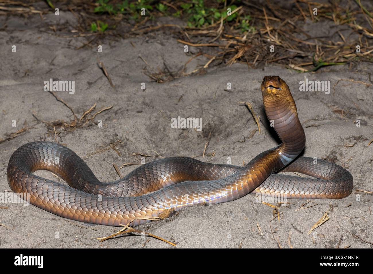 A highly venomous Anchieta’s Cobra (Naja anchietae) displaying its ...
