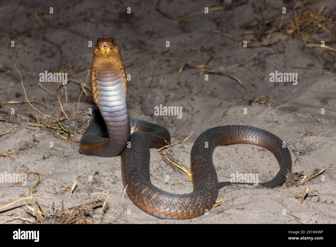 A highly venomous Anchieta’s Cobra (Naja anchietae) displaying its ...